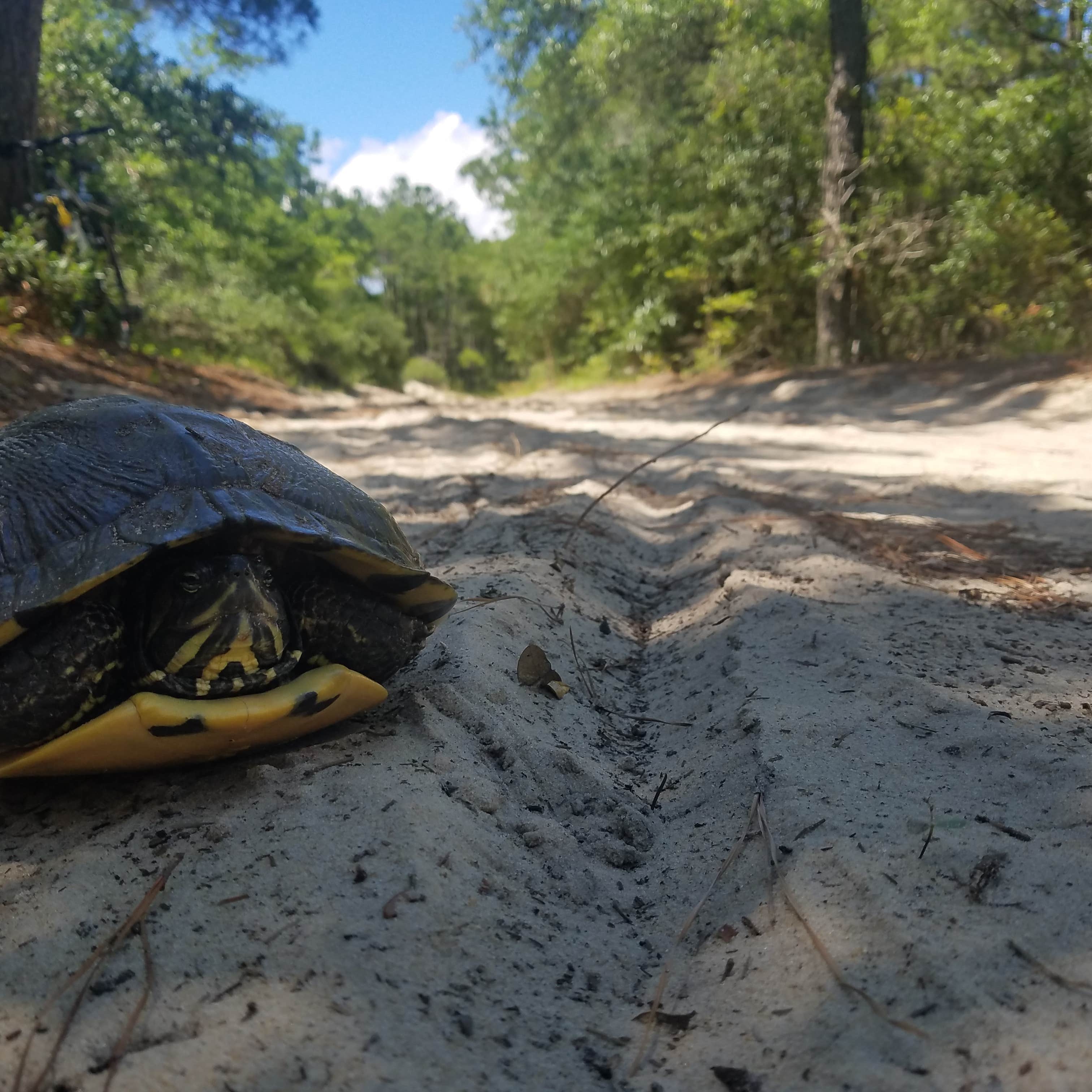False Cape State Park Campground | Knotts Island, North Carolina