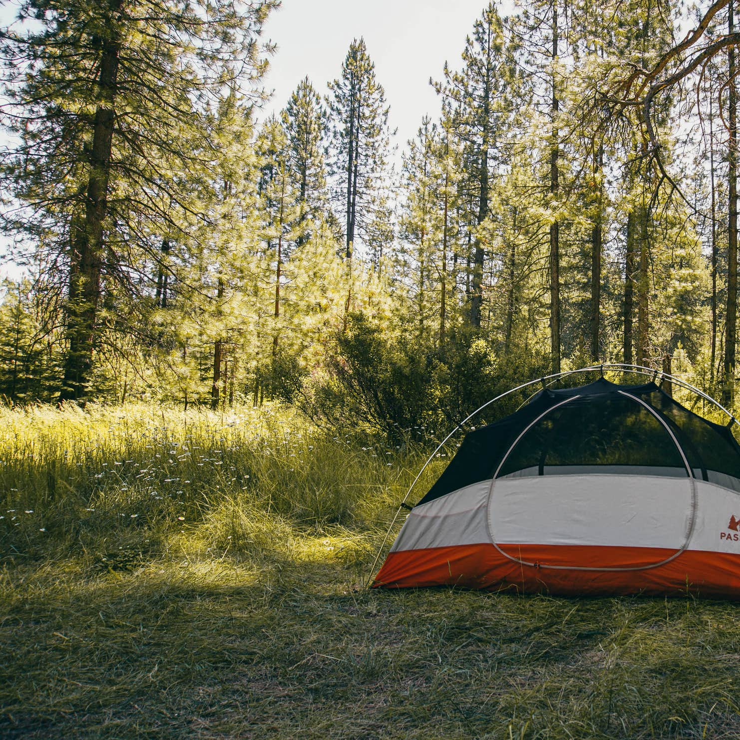 Cattle Camp Campground | McCloud, CA