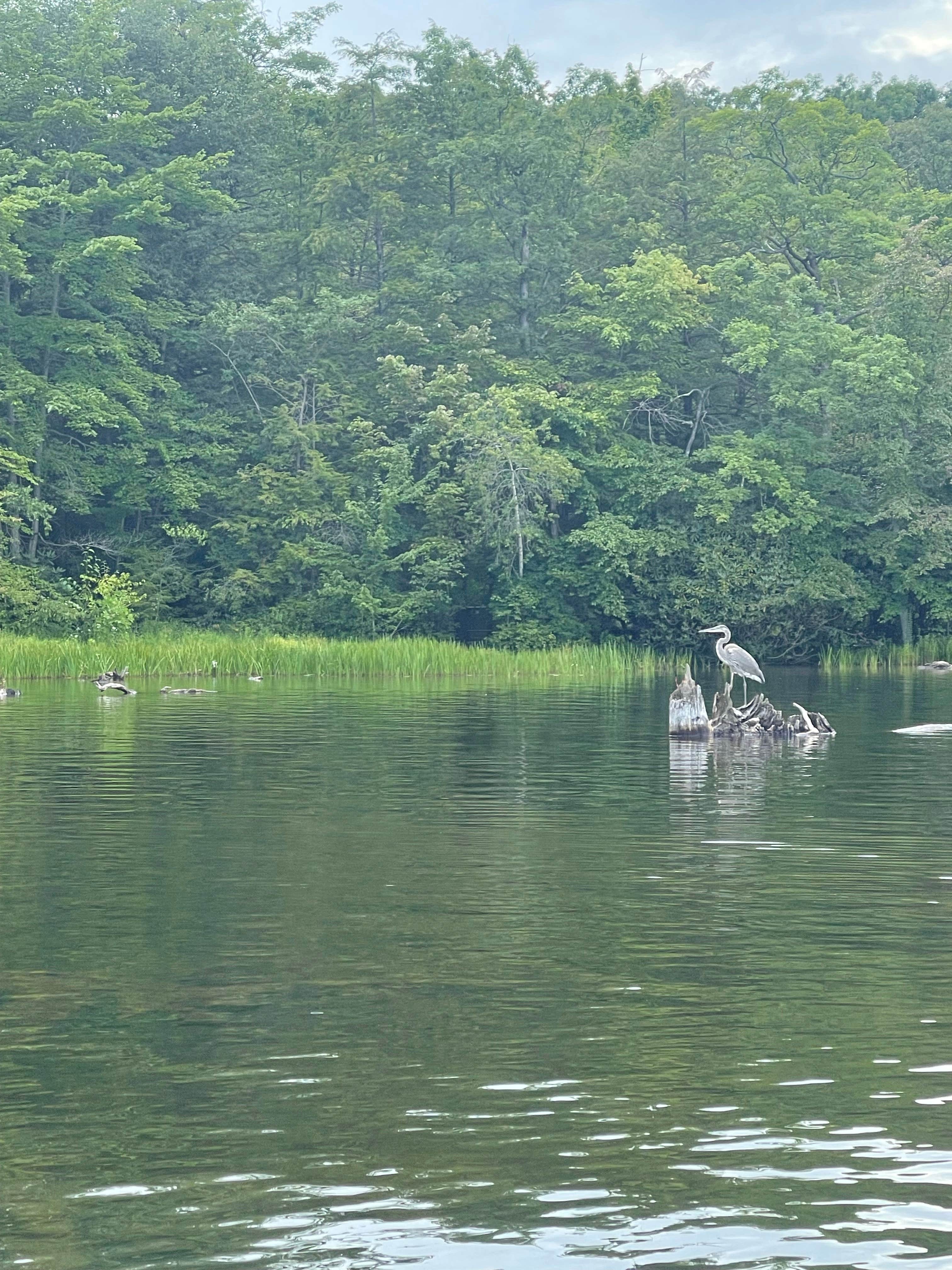 Locust Lake State Park Camping | The Dyrt