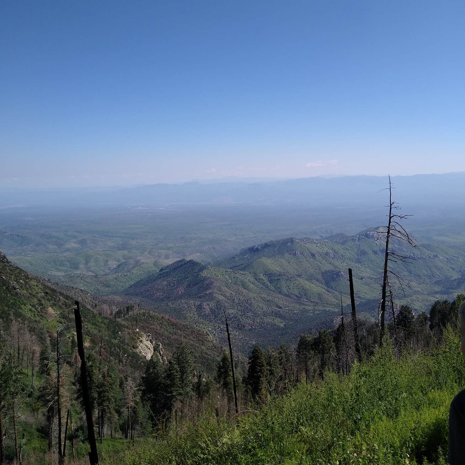 Whitetail Campground | Mt. lemmon, AZ