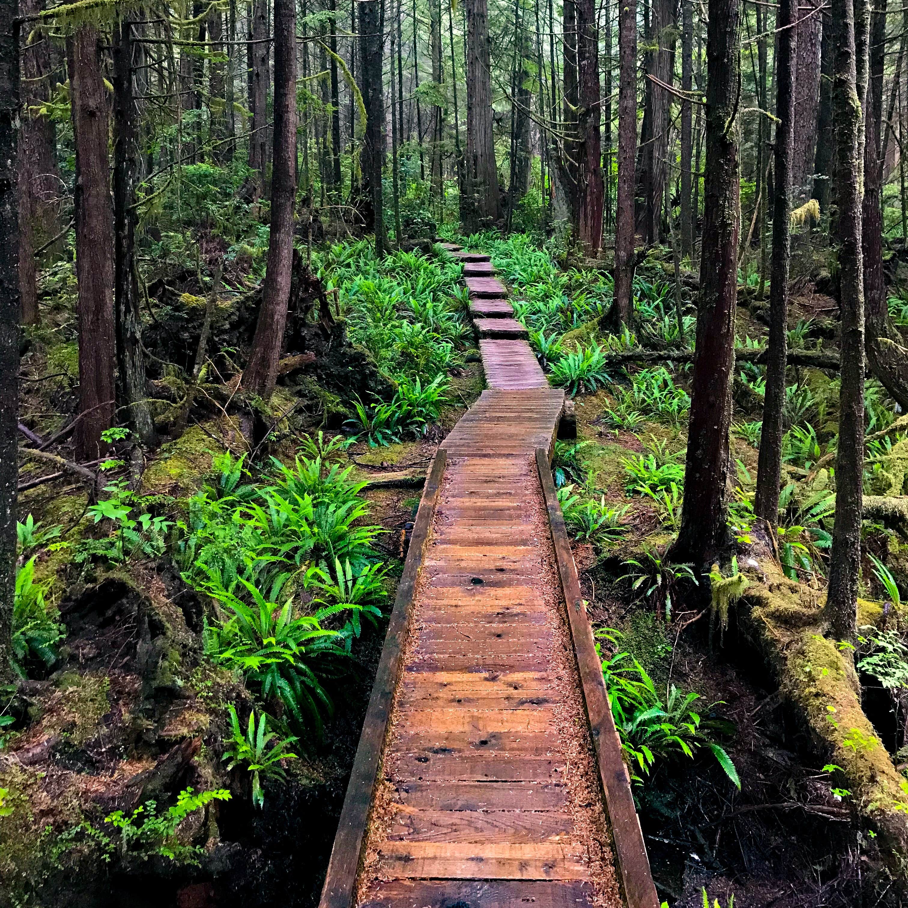 Cape Alava Campground — Olympic National Park | Neah Bay, WA