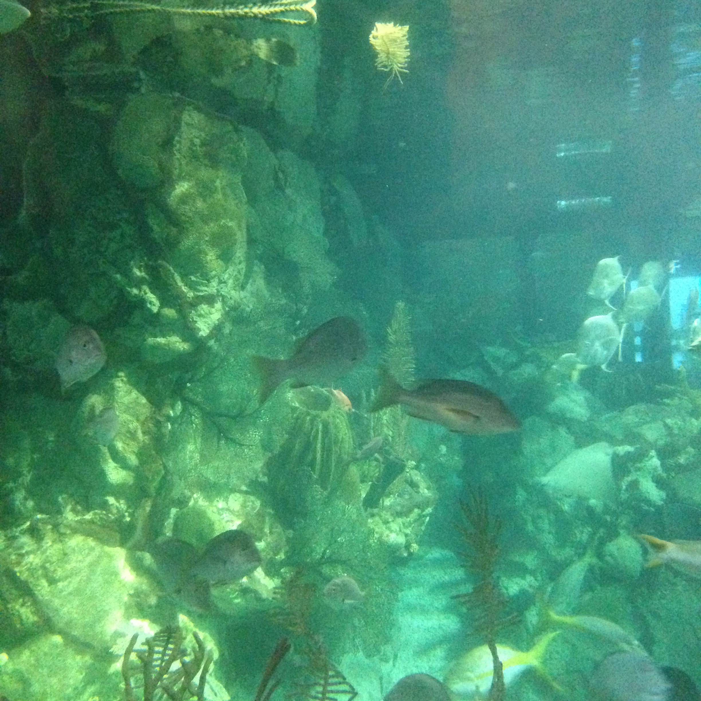 Boca Chita Key — Biscayne National Park Camping | Cutler Bay, Florida