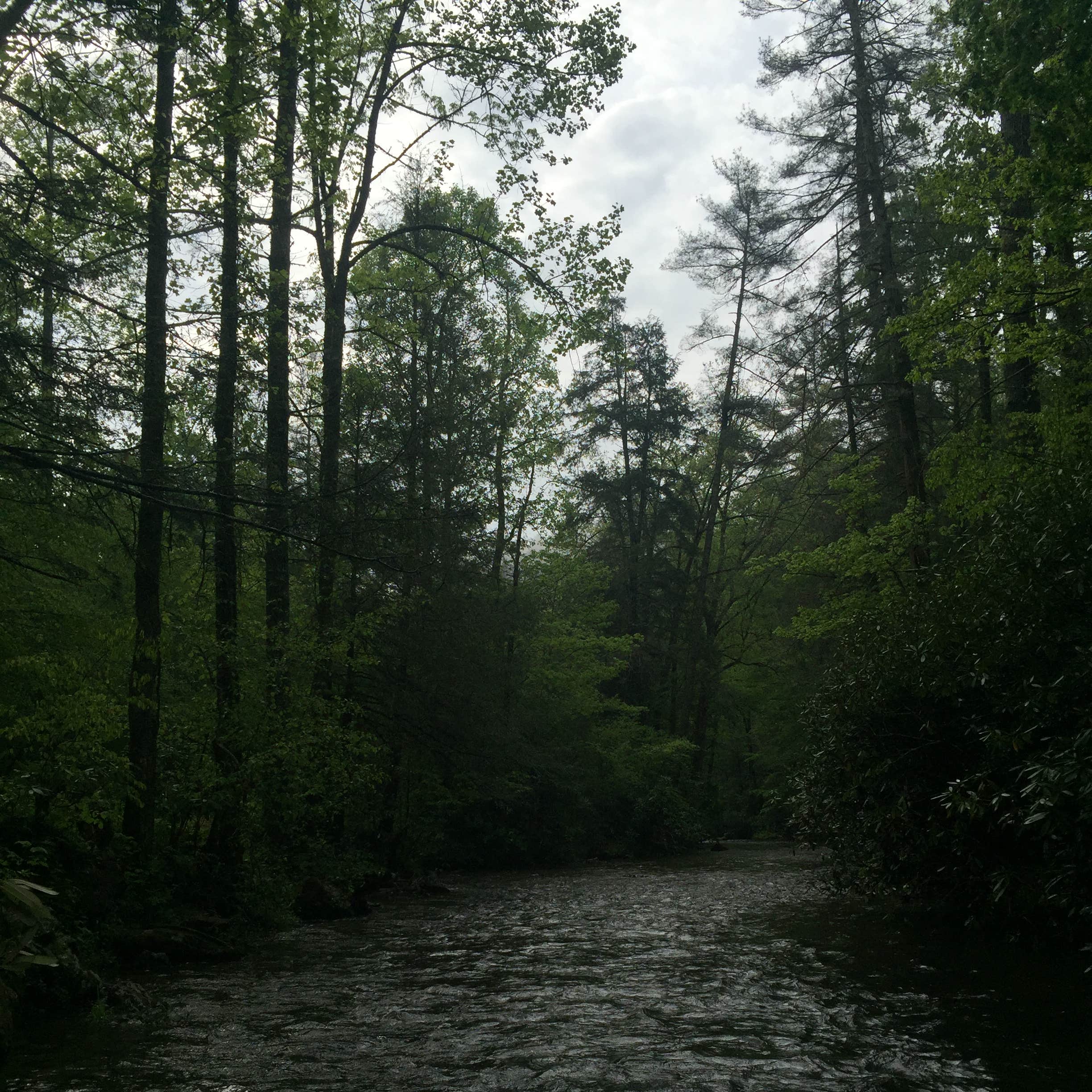 Mulky Campground Camping | The Dyrt