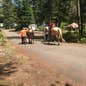 Kalama Horse Camp Campground | Cougar, Washington