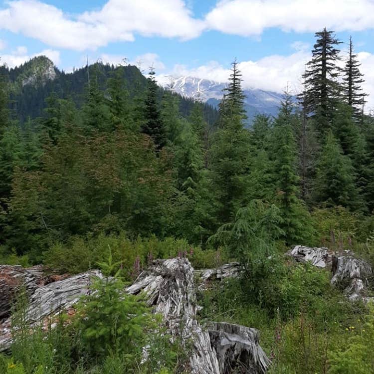 Kalama Horse Camp Campground | Cougar, Washington