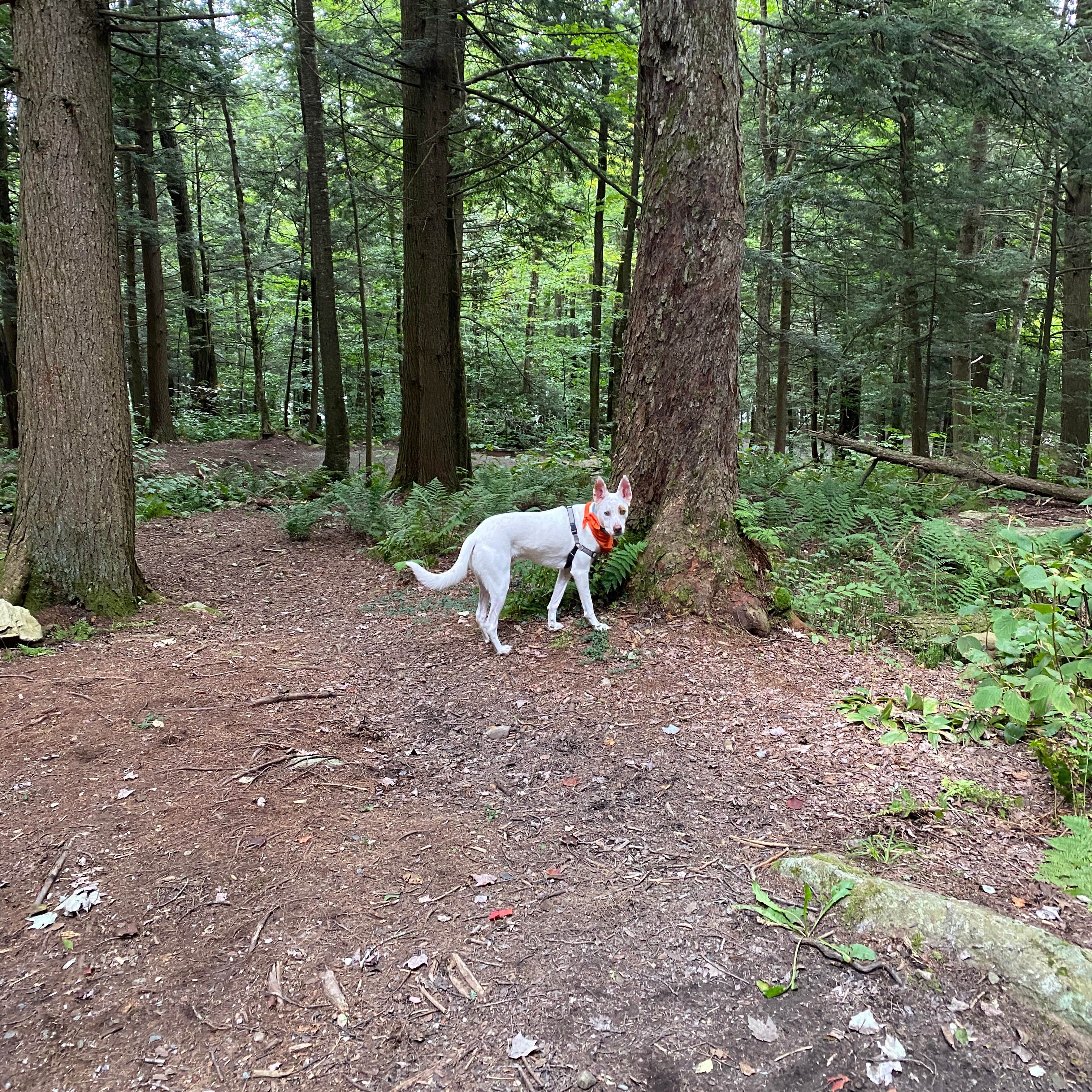 Cherry Plain State Park Campground | Cherry Plain, New York