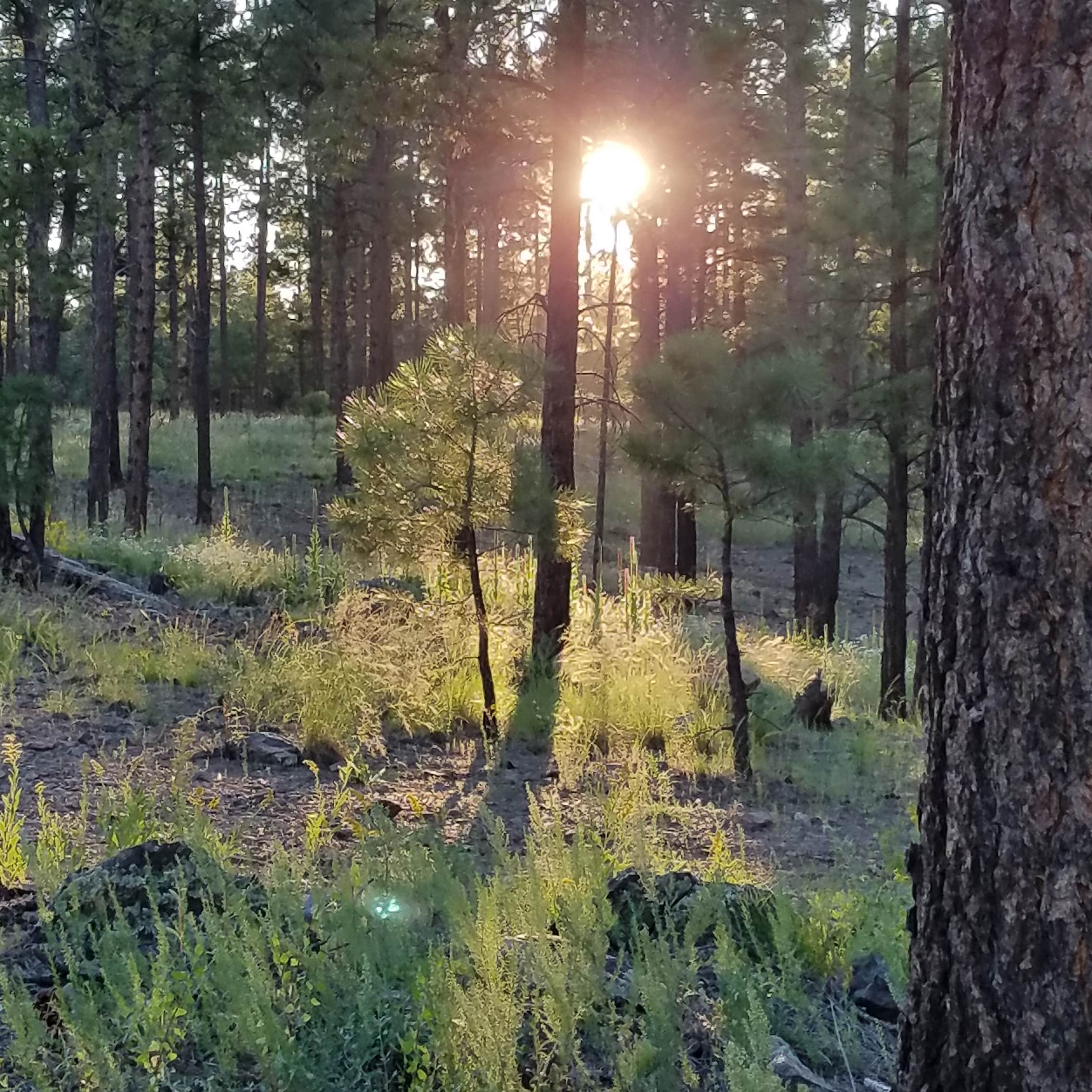 Fort Tuthill Luke AFB Recreation Area Camping | Flagstaff, Arizona
