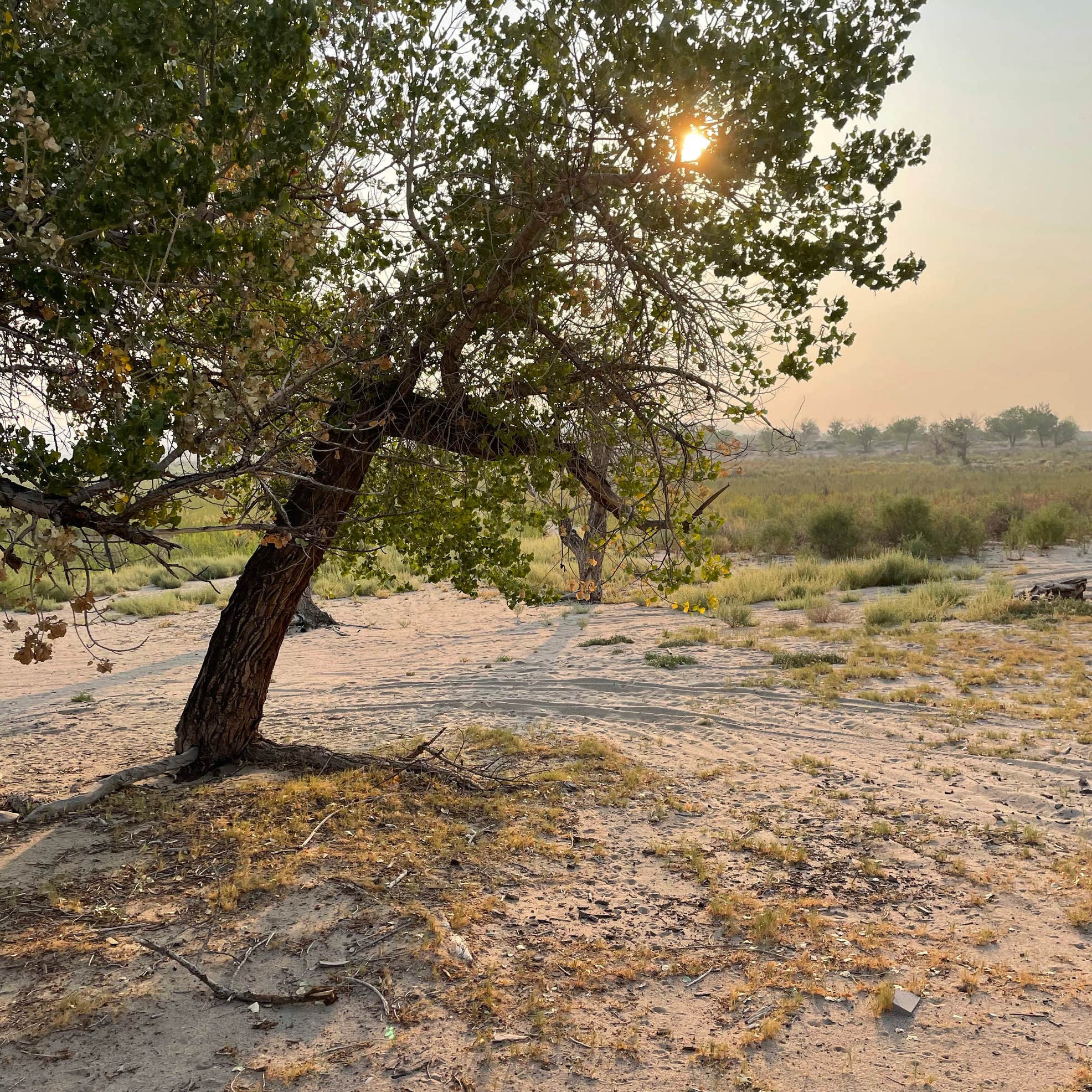 Developed 7 — Lahontan State Recreation Area Camping | Silver Springs ...