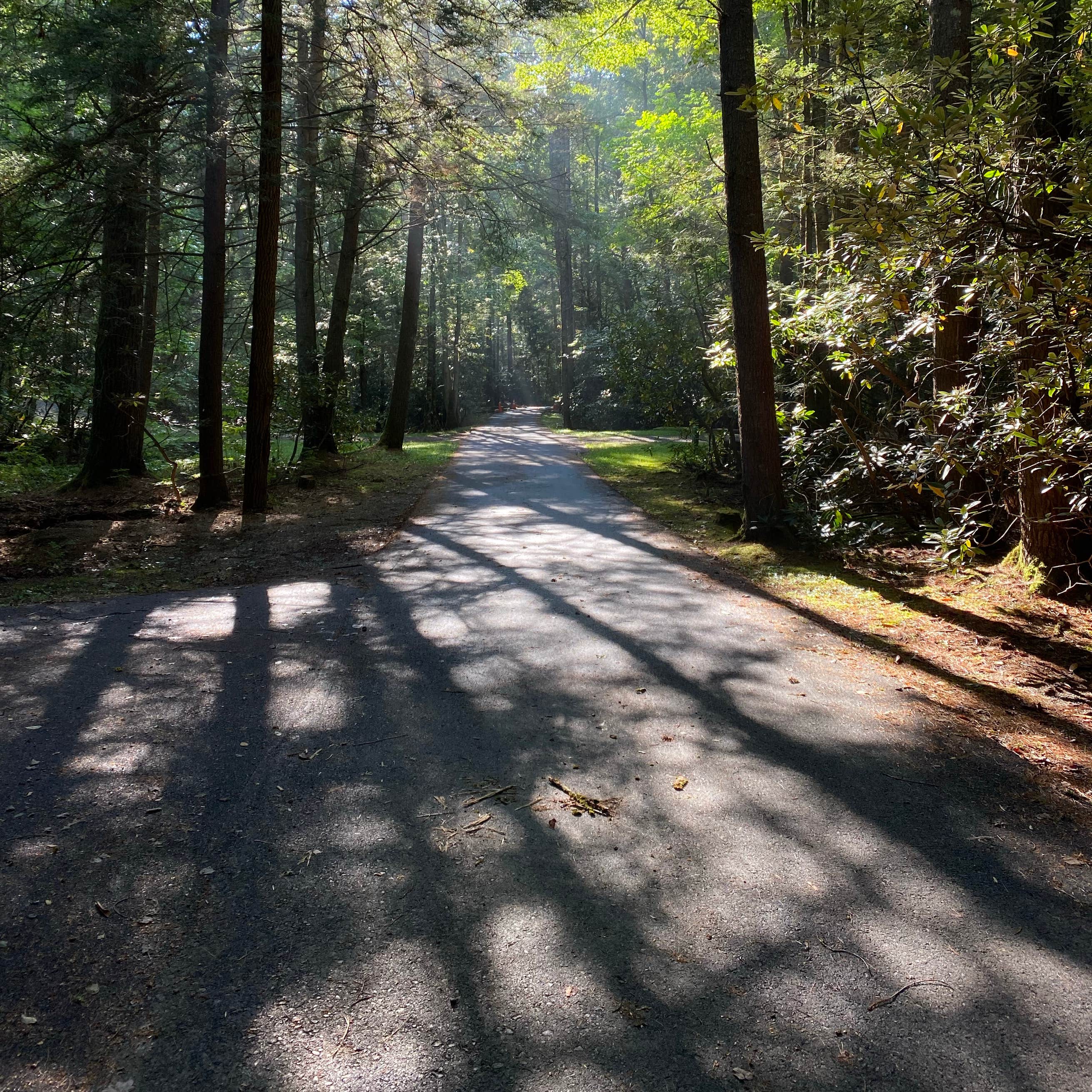 Seneca State Forest Camping | Dunmore, West Virginia
