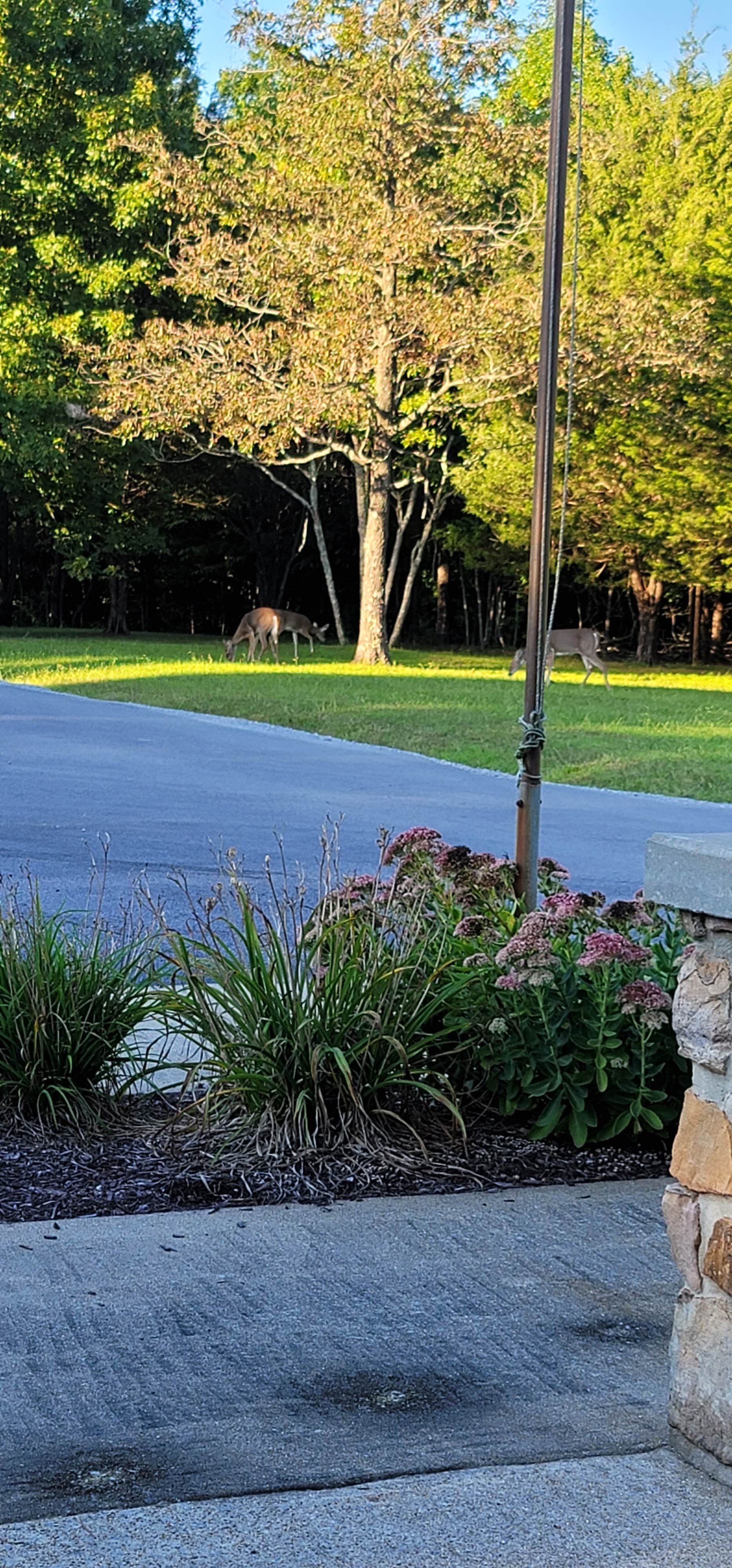 COE Green River Lake Smith Ridge Camping | Campbellsville, Kentucky
