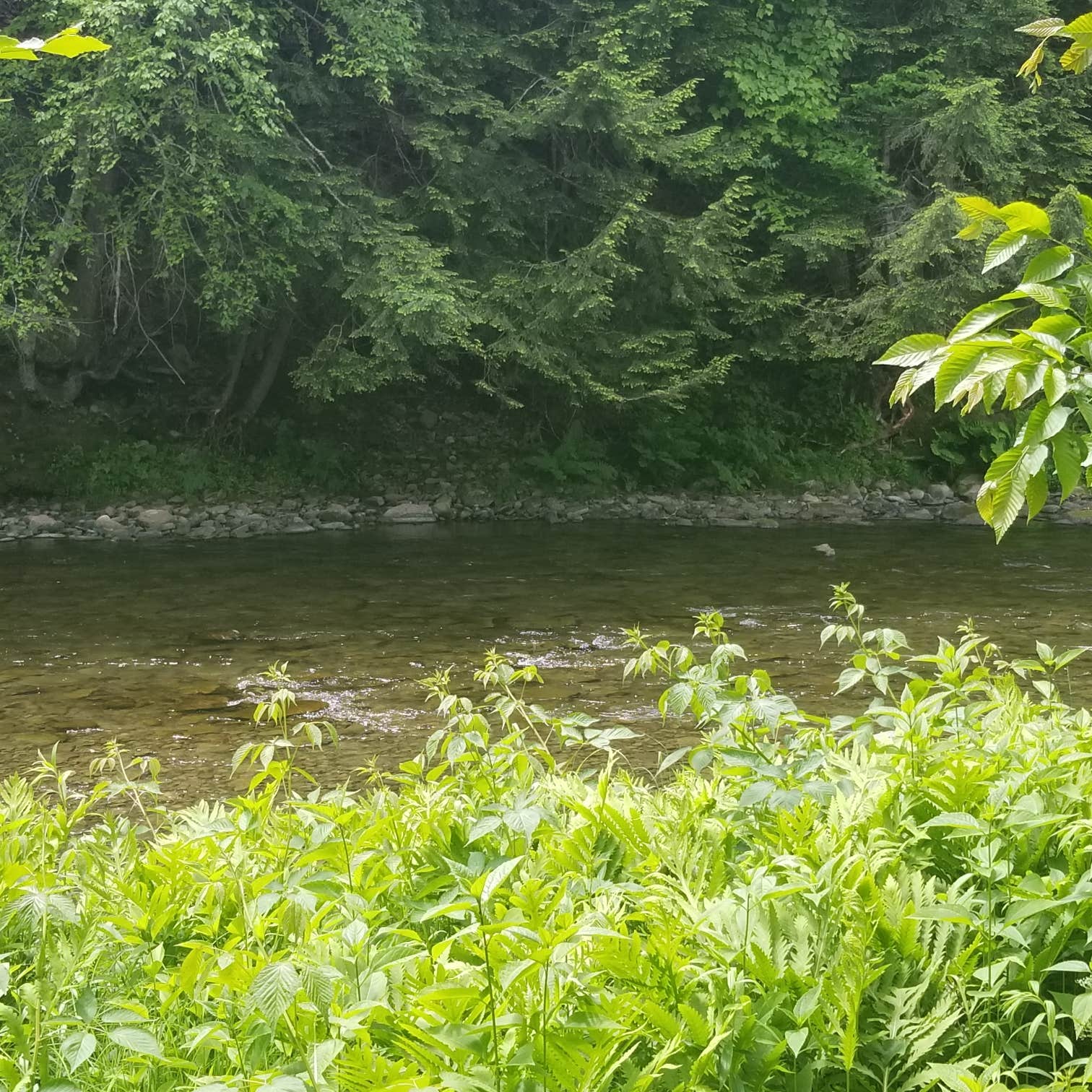 Beaverkill Campground Camping | The Dyrt