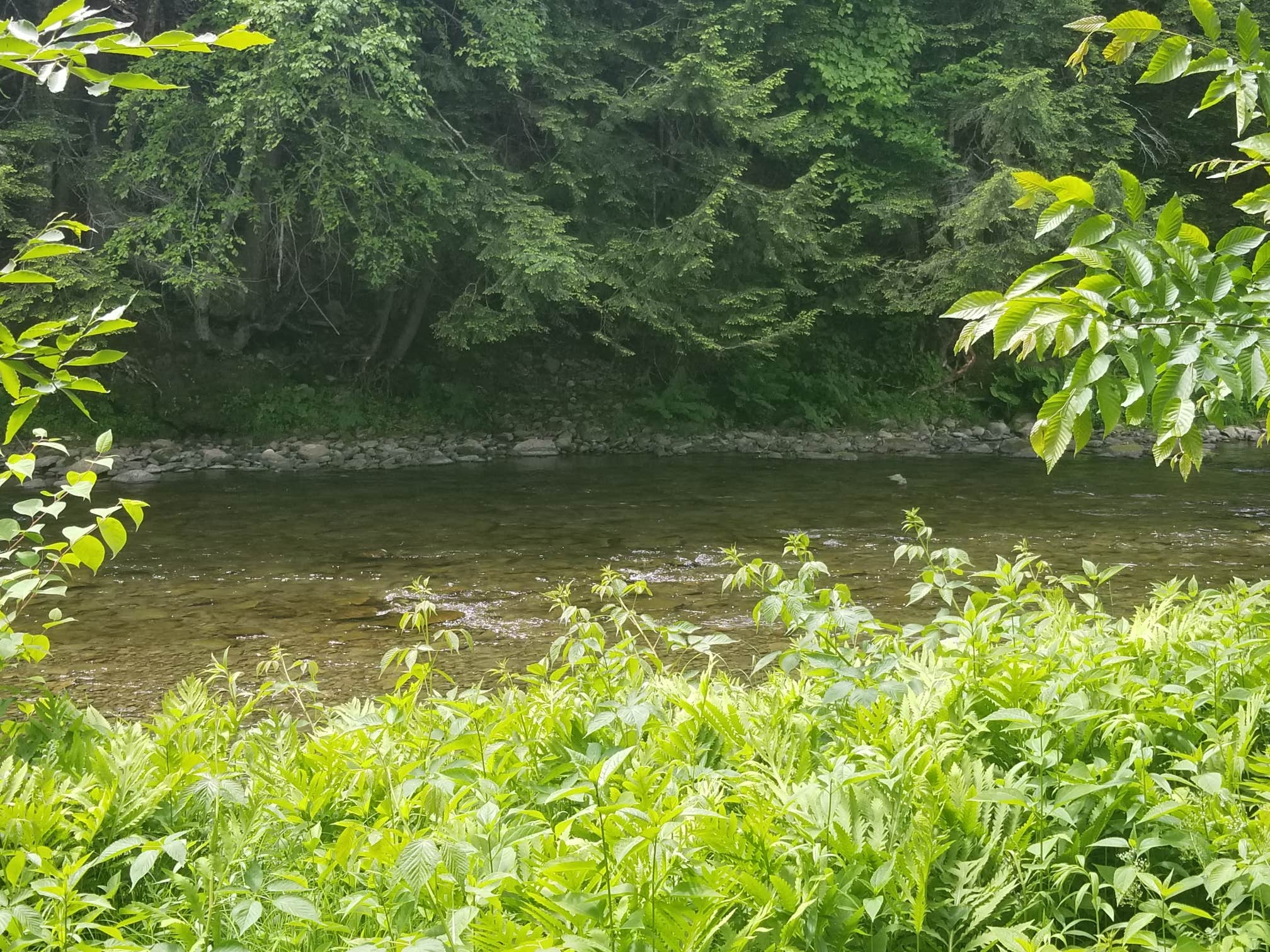 Beaverkill Campground | Roscoe, New York