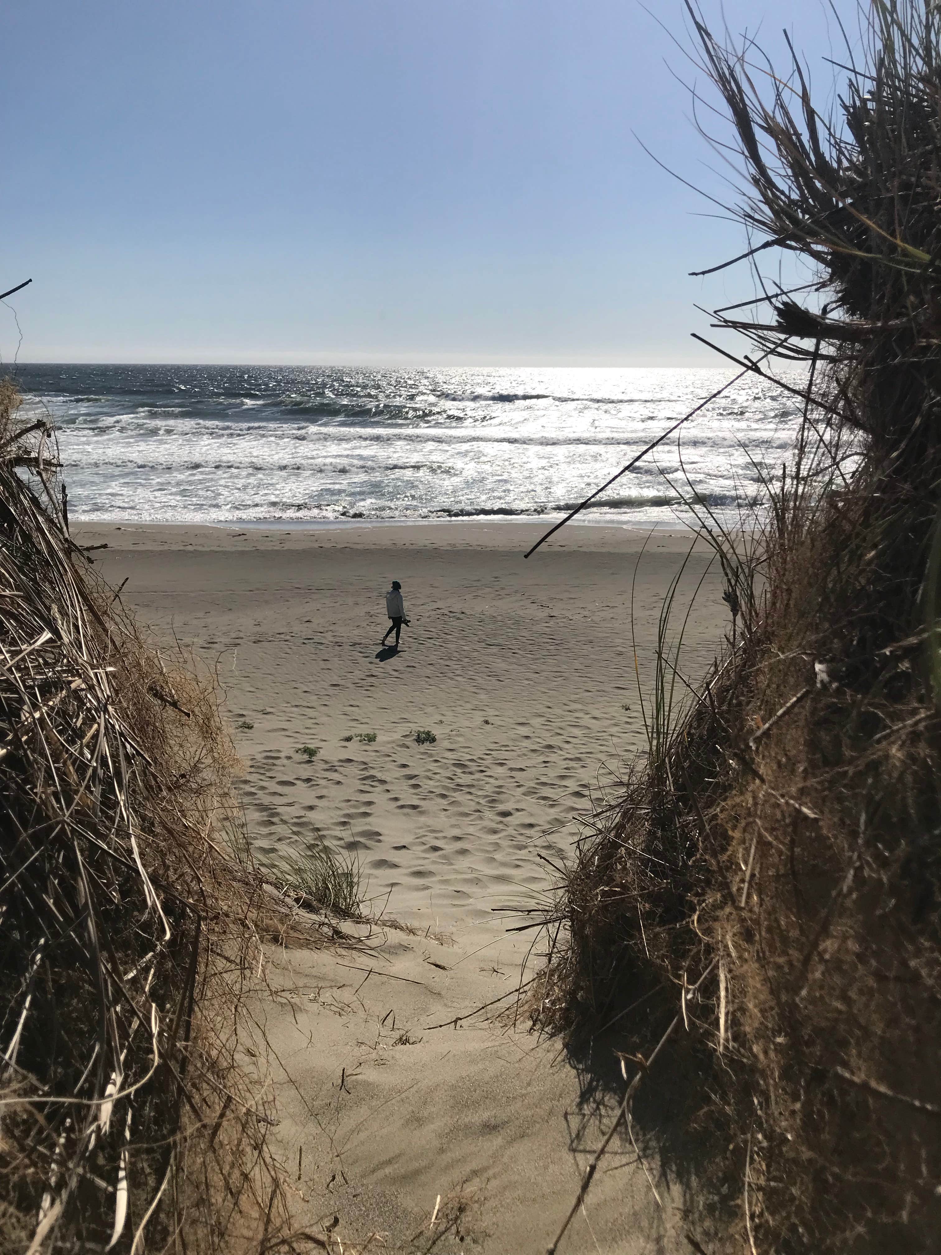 Bodega Dunes Campground — Sonoma Coast State Park | Bodega Bay, California