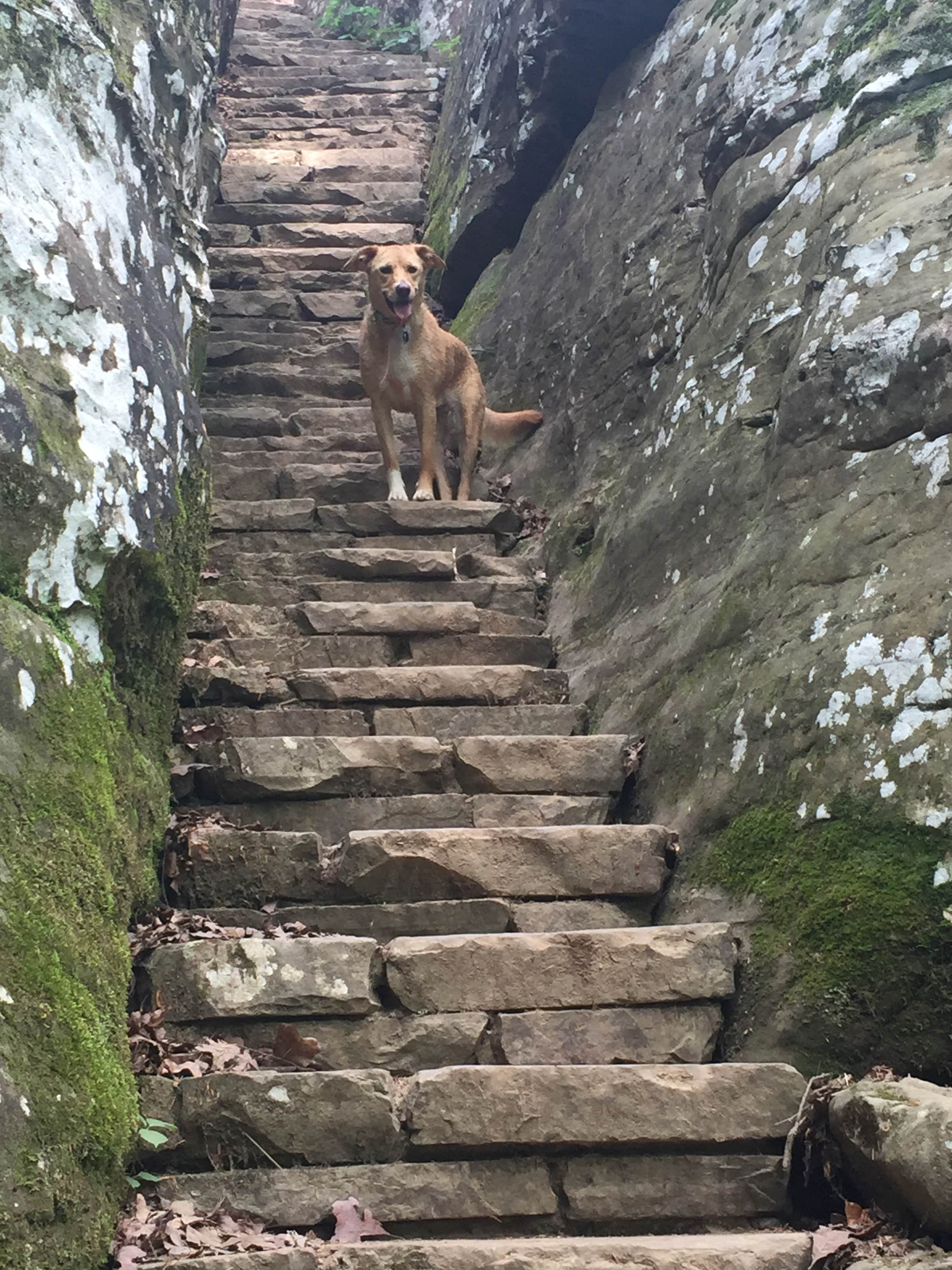 Redbud Campground at Bell Smith Springs | Ozark, IL