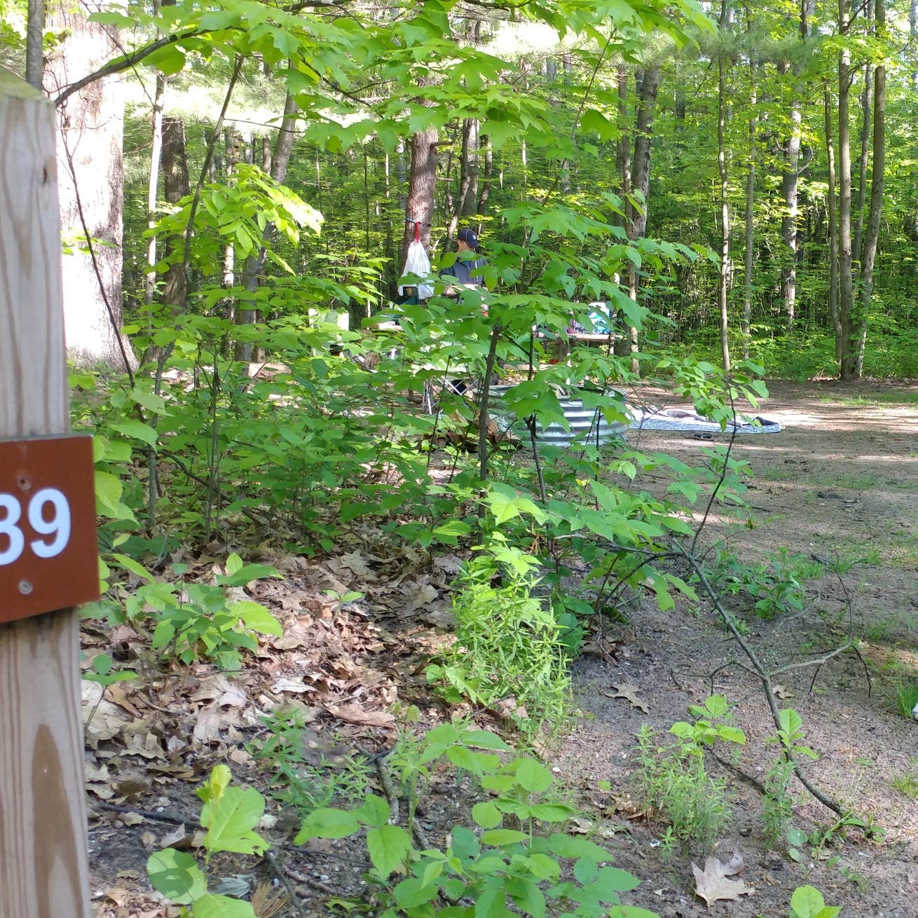 Newaygo State Park Camping | The Dyrt