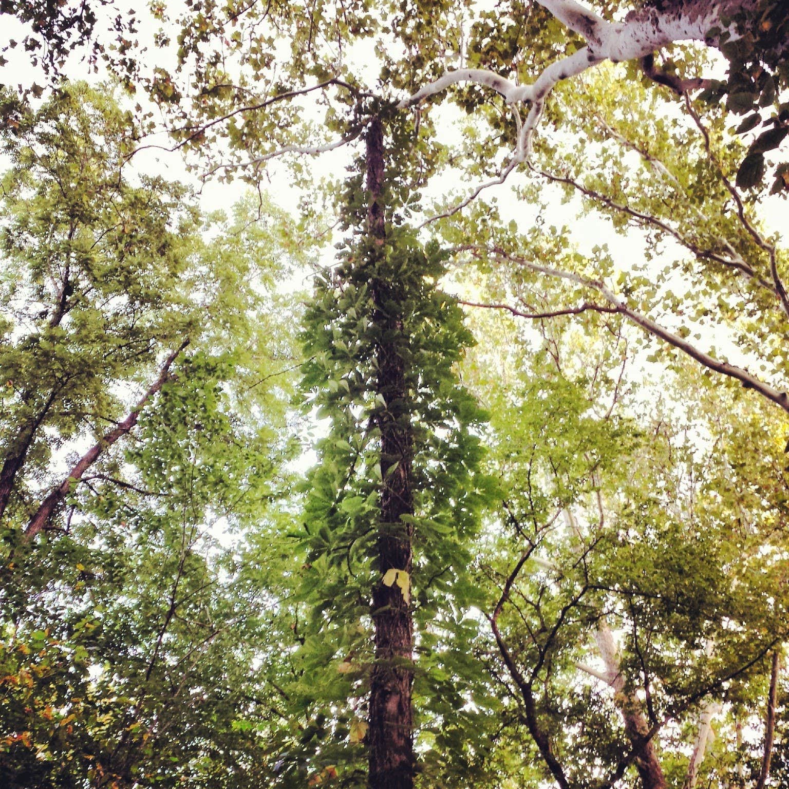 Potowatomi Campground — Kankakee River State Park | Bourbonnais, IL