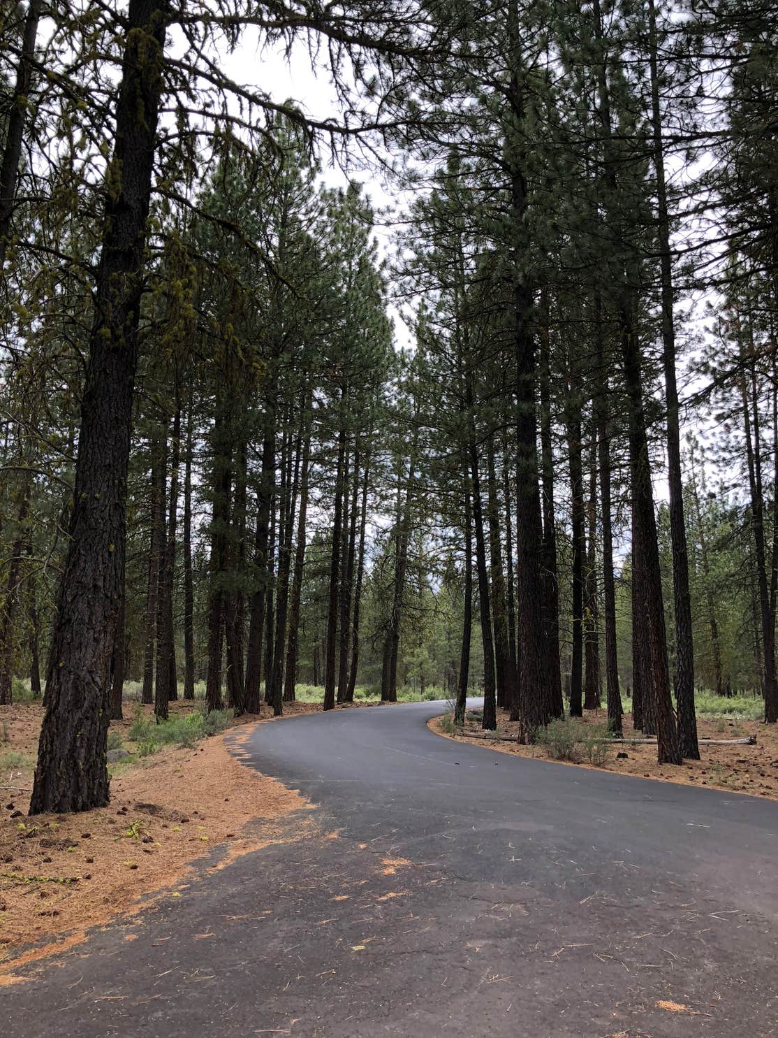 Collier Memorial State Park Camping | The Dyrt