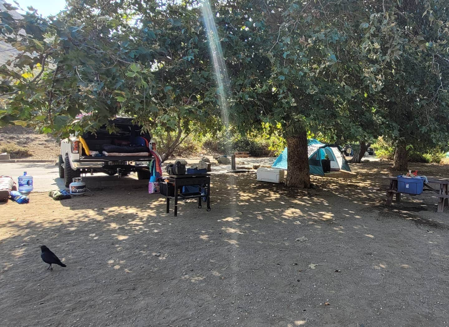 Sycamore Campground | New Cuyama, CA
