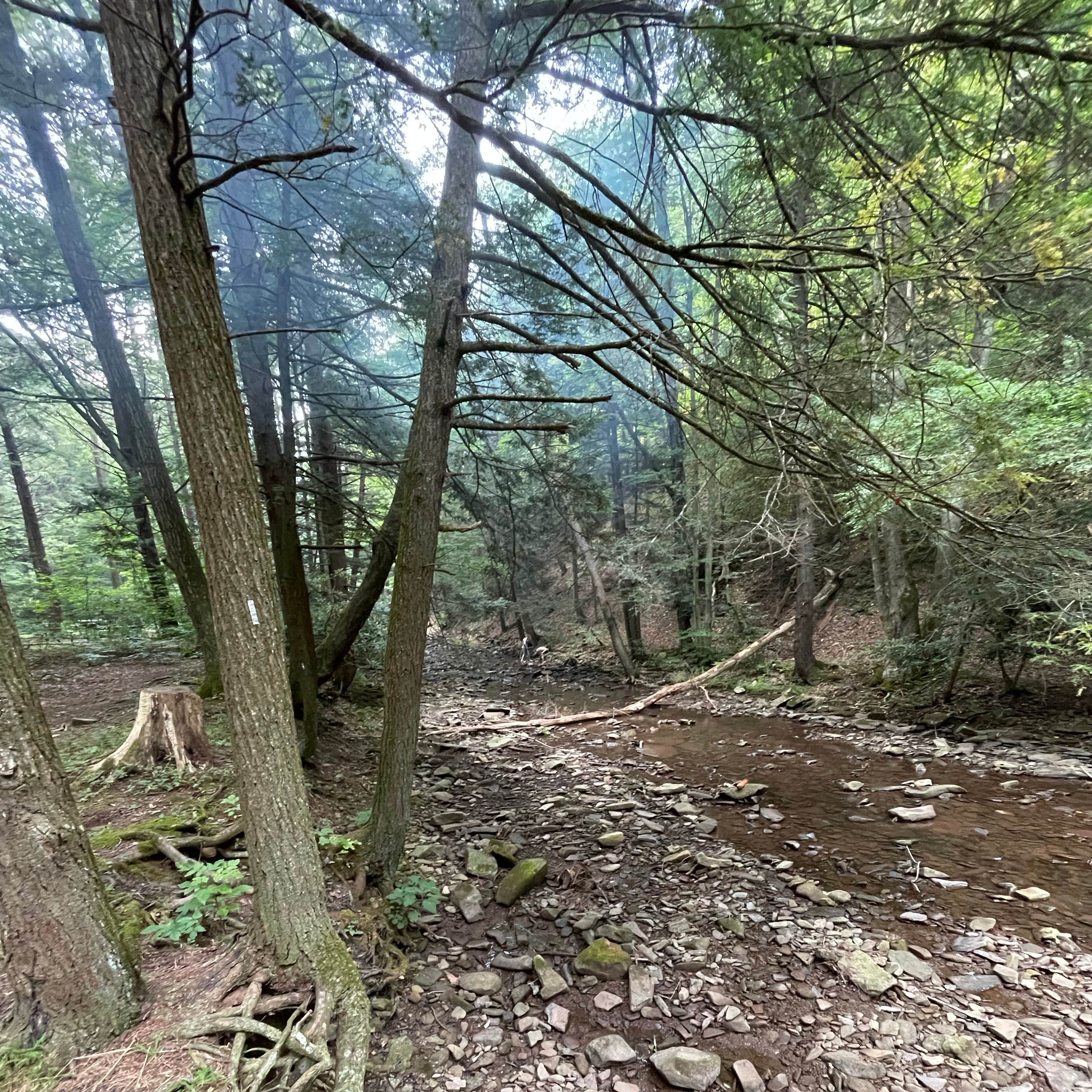 Big Run State Park Camping | The Dyrt