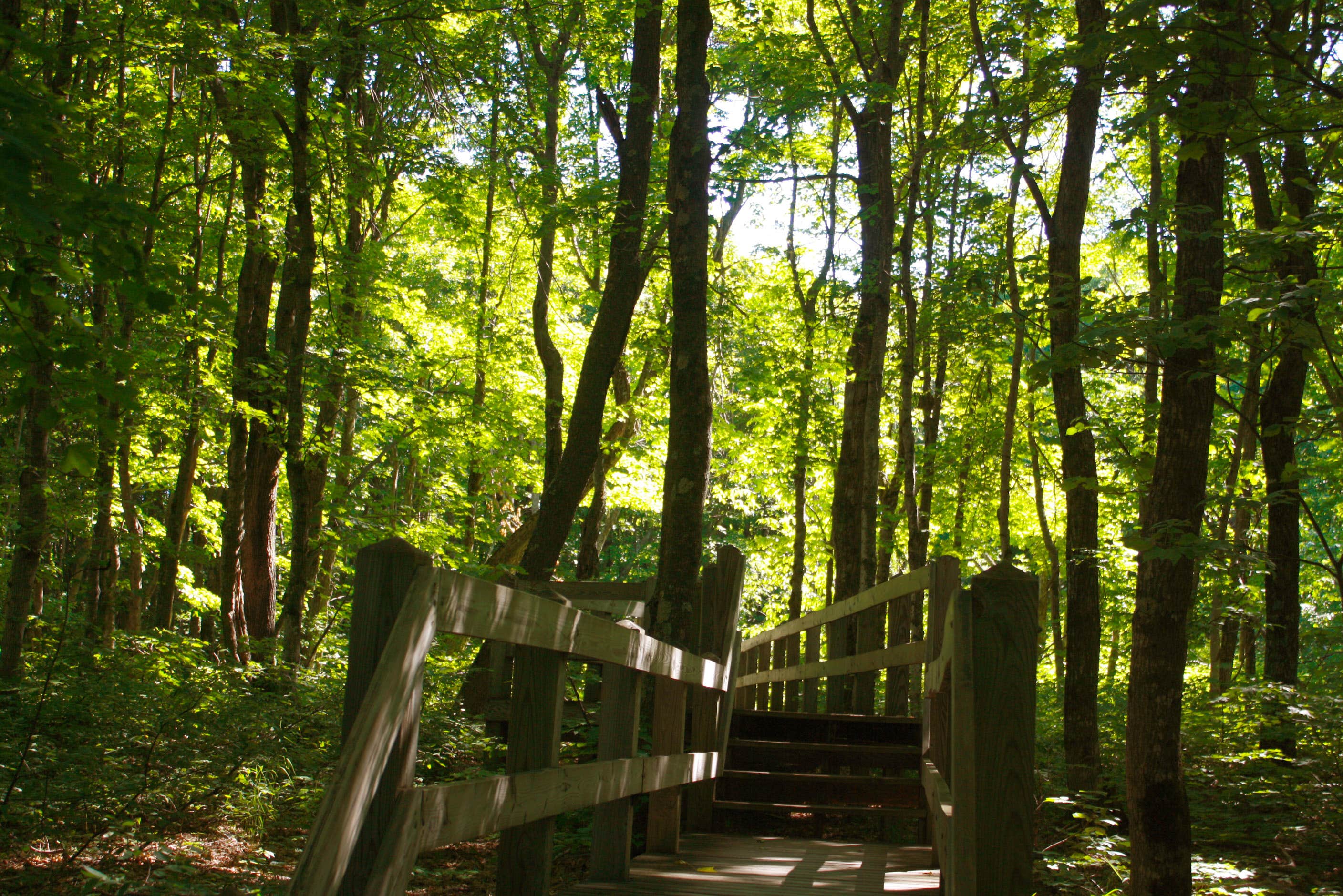 Lake Gogebic State Park Camping | Marenisco, MI