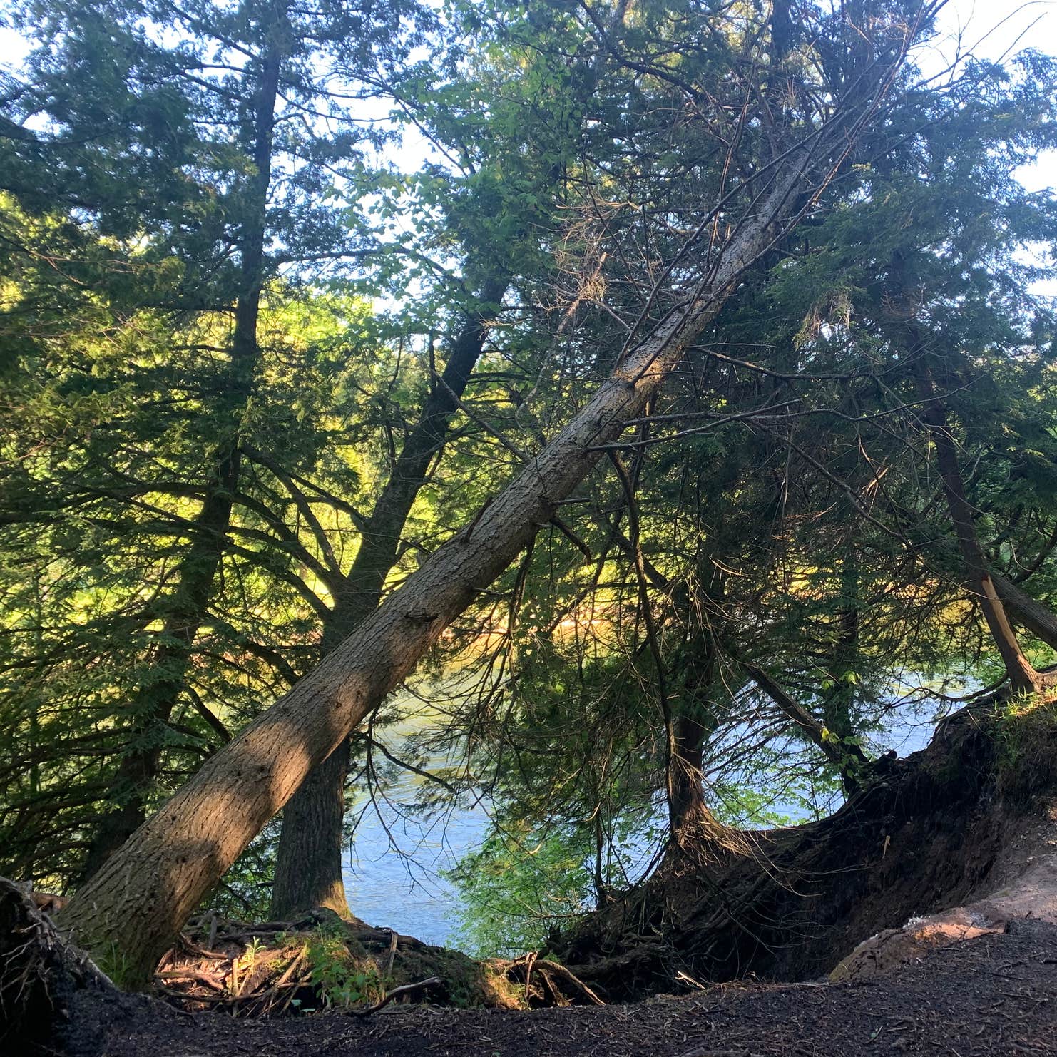 Manistee River Trail Dispersed Camping | Huron-Manistee National ...