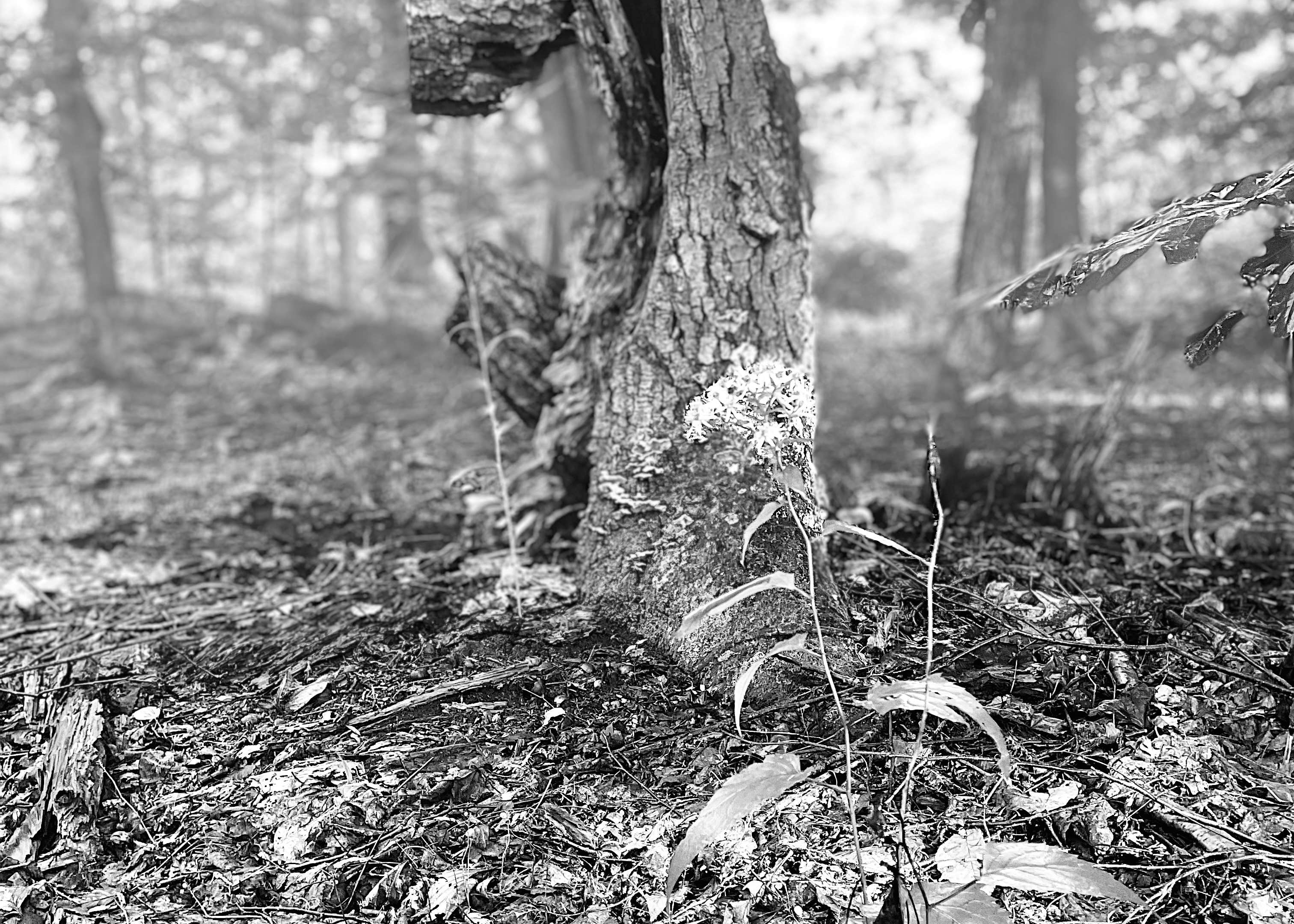 Highland Campgrounds Camping | The Dyrt