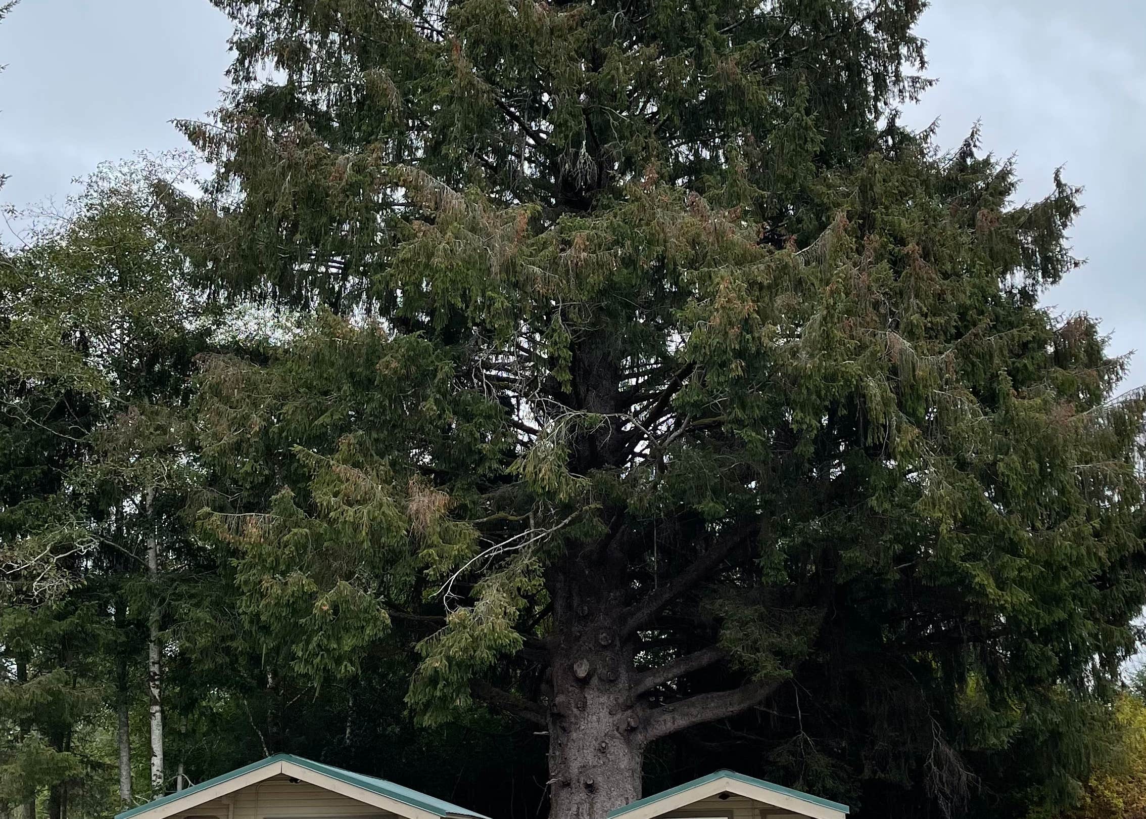 Big Spruce Resort RV and Cabins Camping | The Dyrt