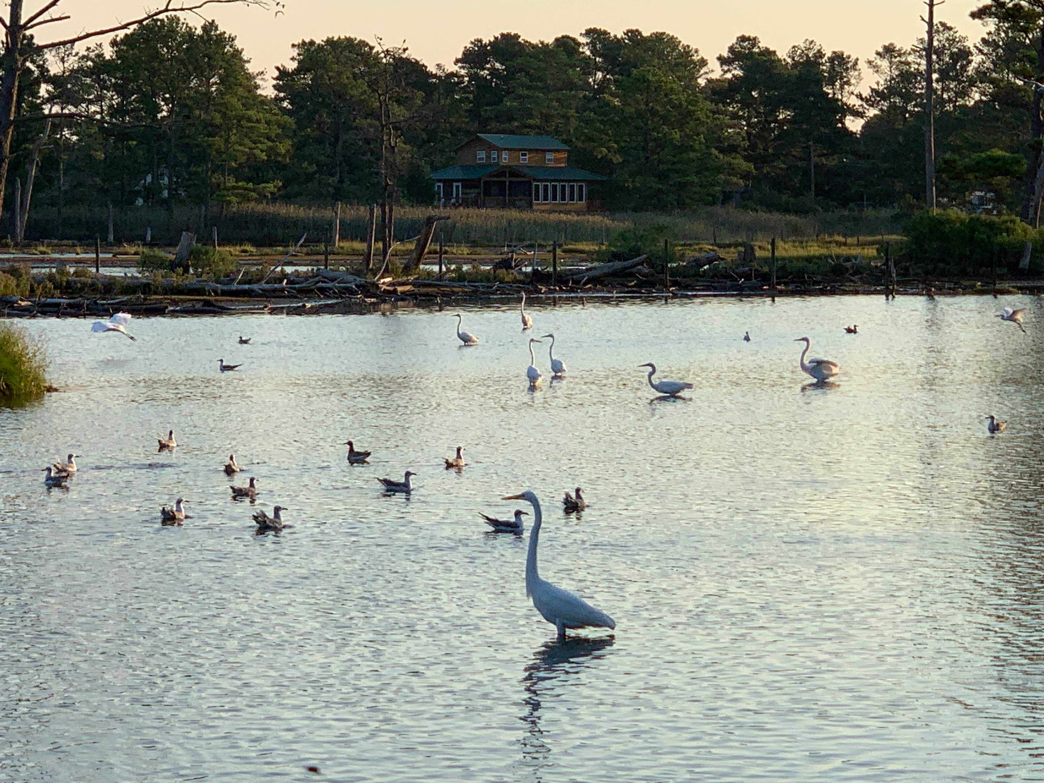 Pine Grove Campground Chincoteague