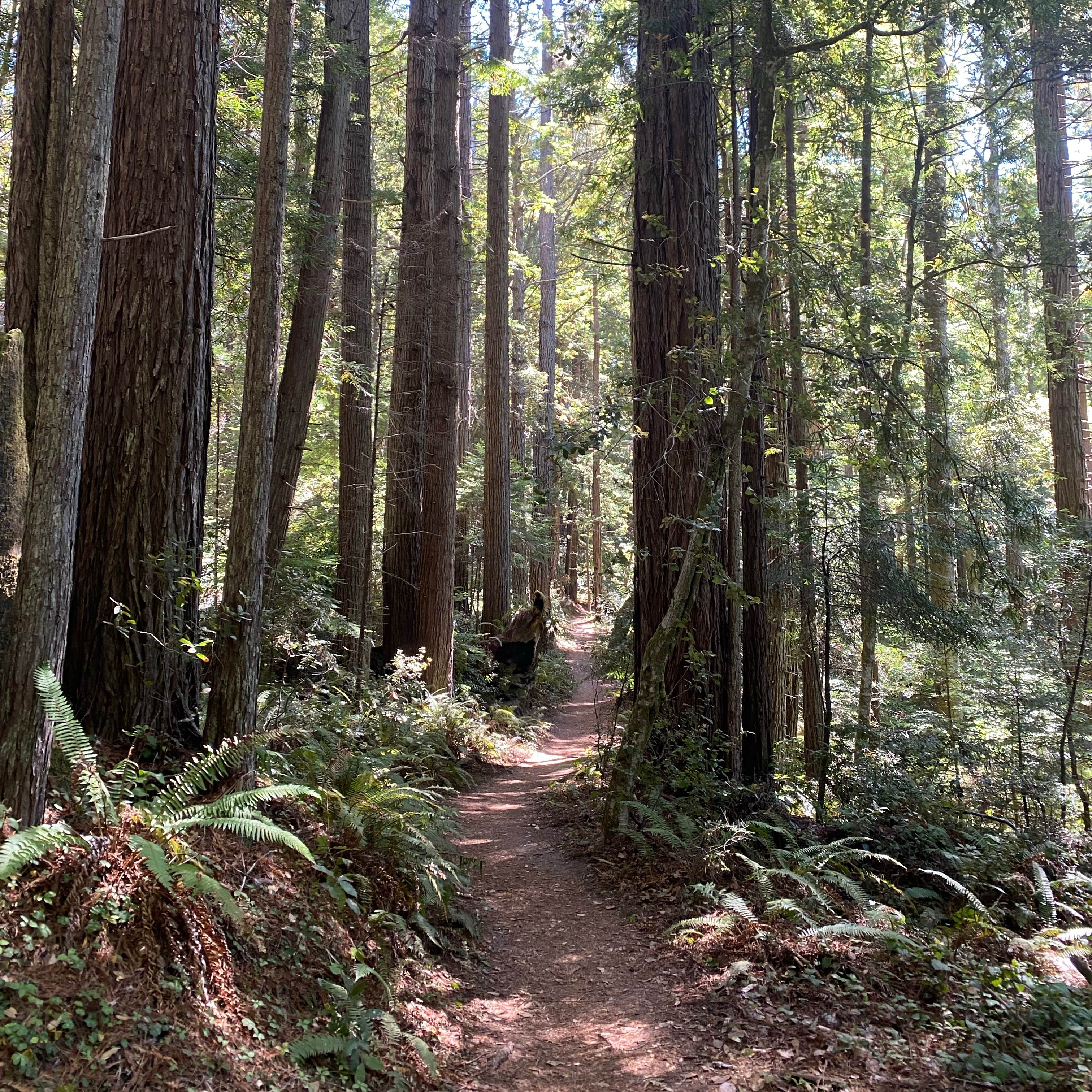 Pomo RV Park & Campground | Fort Bragg, CA