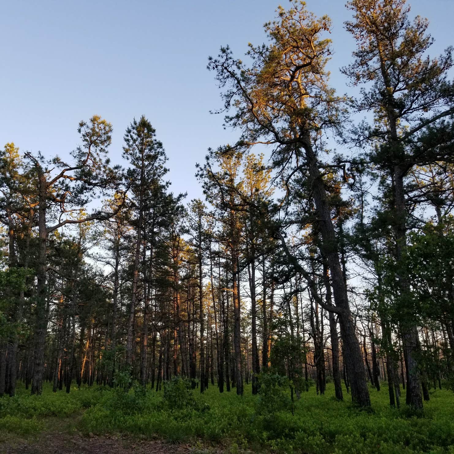 Lower Forge — Wharton State Forest Camping | Hammonton, New Jersey