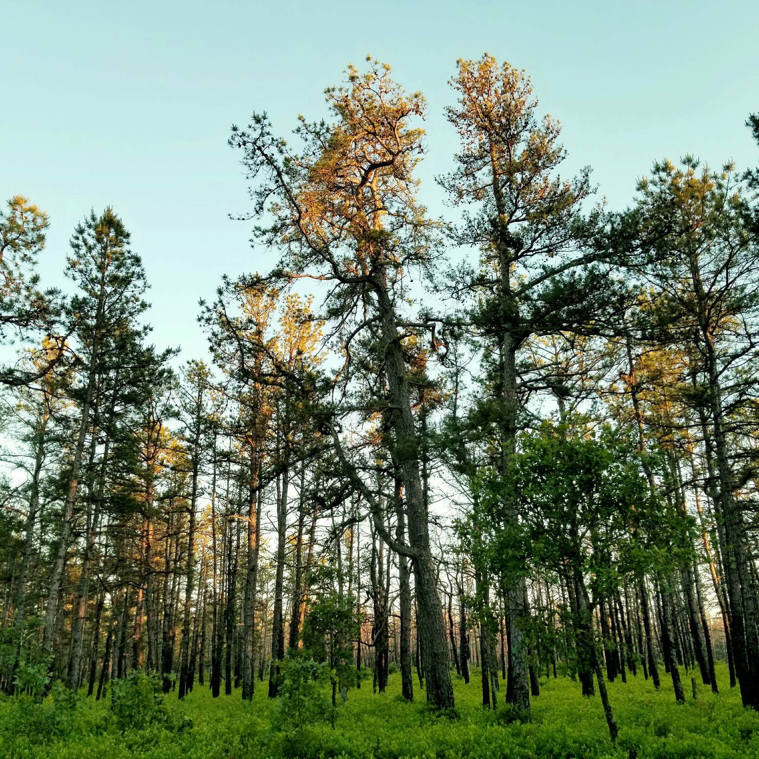 Lower Forge — Wharton State Forest Camping | Hammonton, NJ