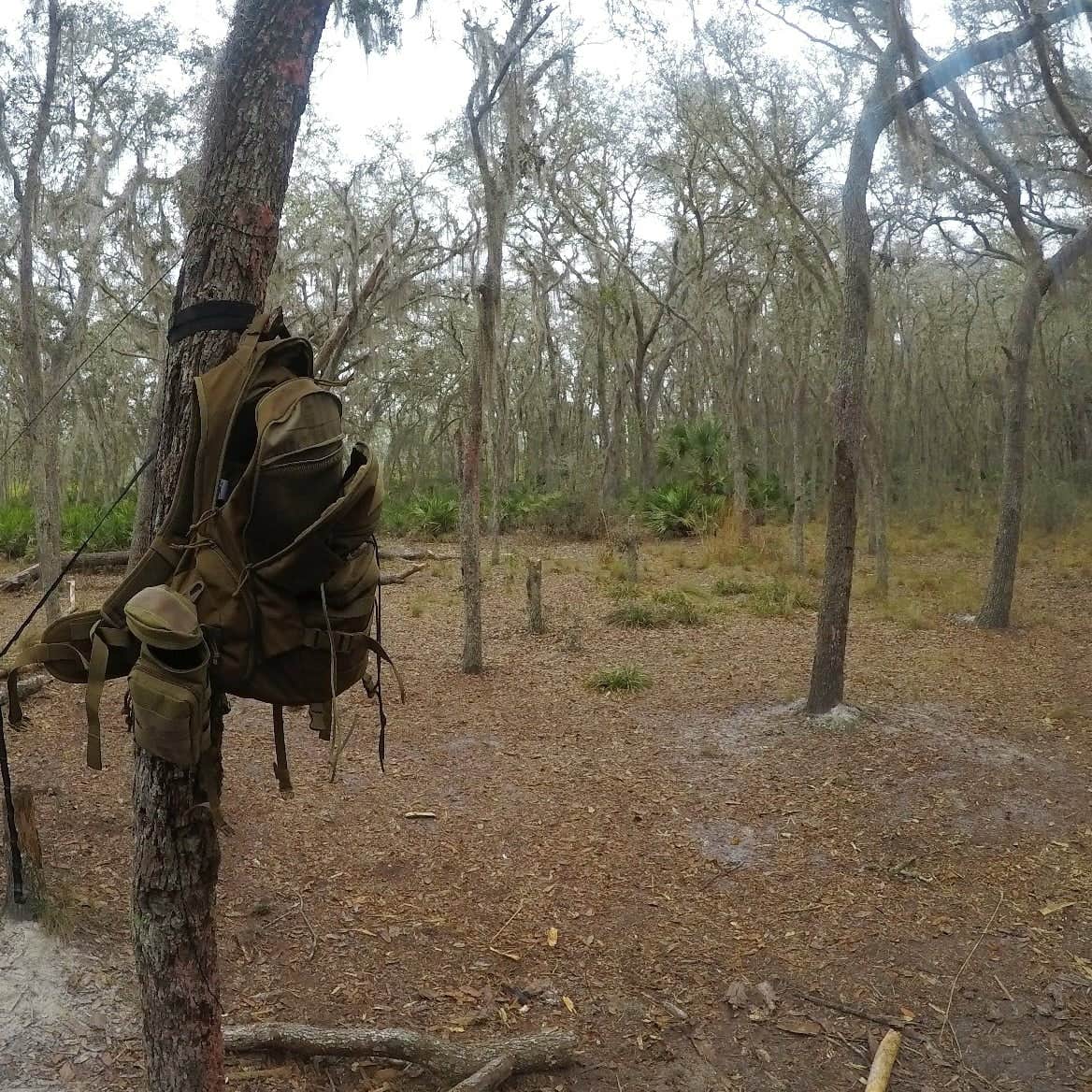 Green Swamp — West Tract Camping | Dade City, Florida