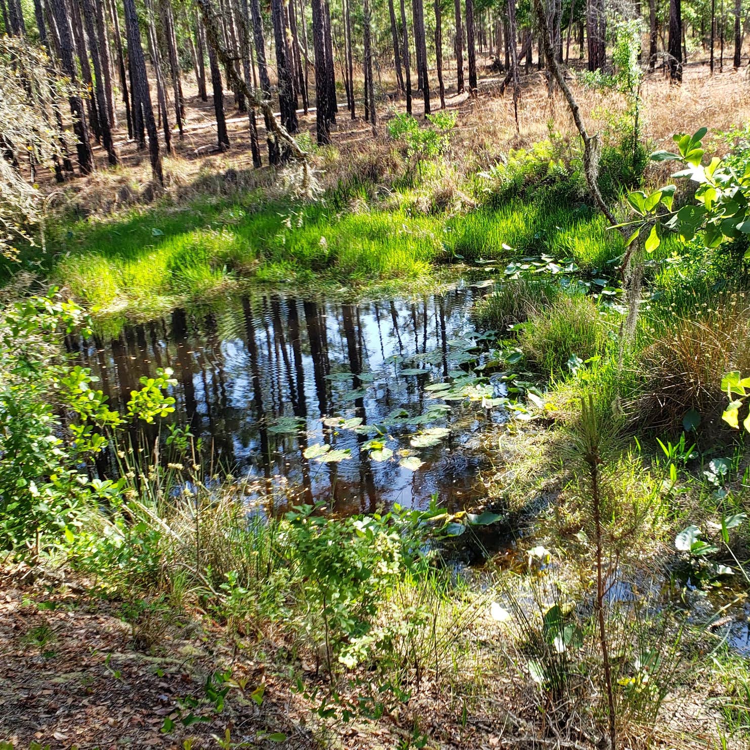 Green Swamp — West Tract Camping | Dade City, Florida