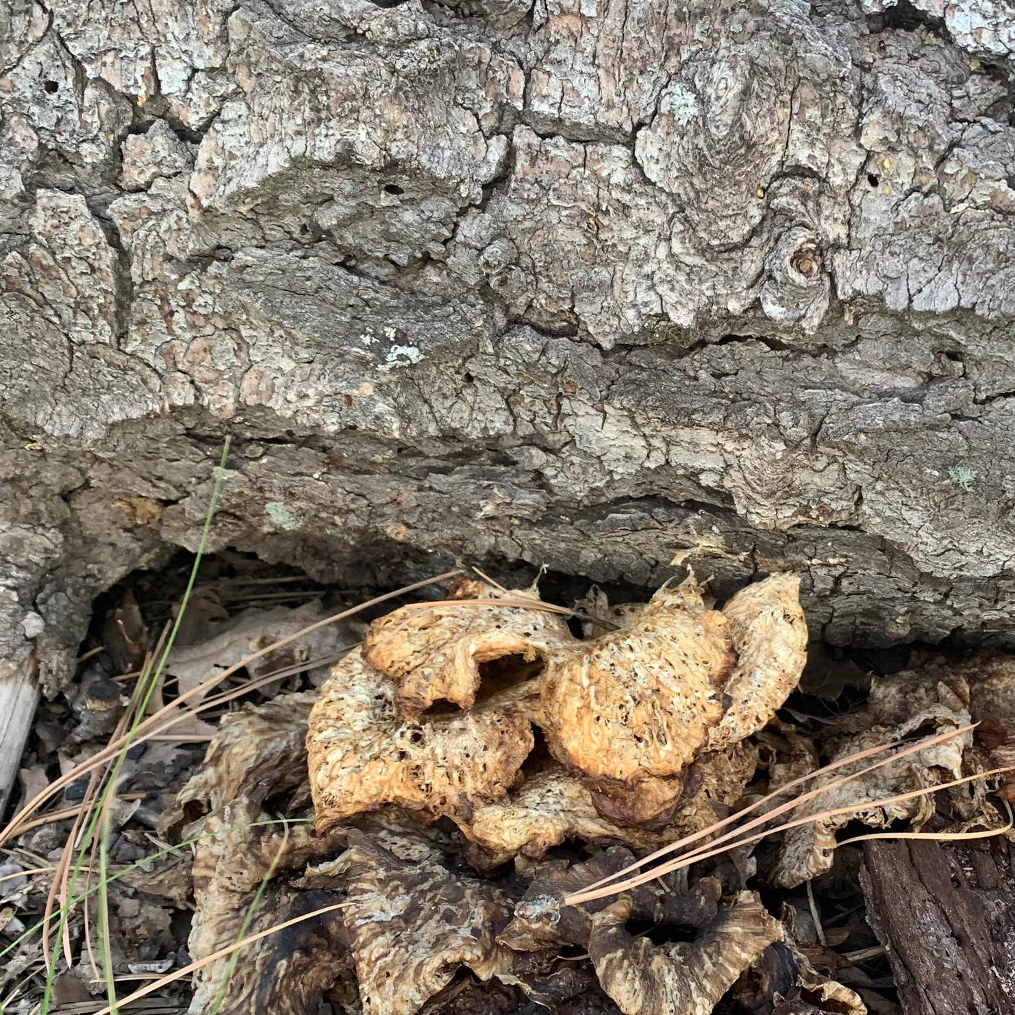 Colcord Ridge Campground | Forest Lakes, Arizona