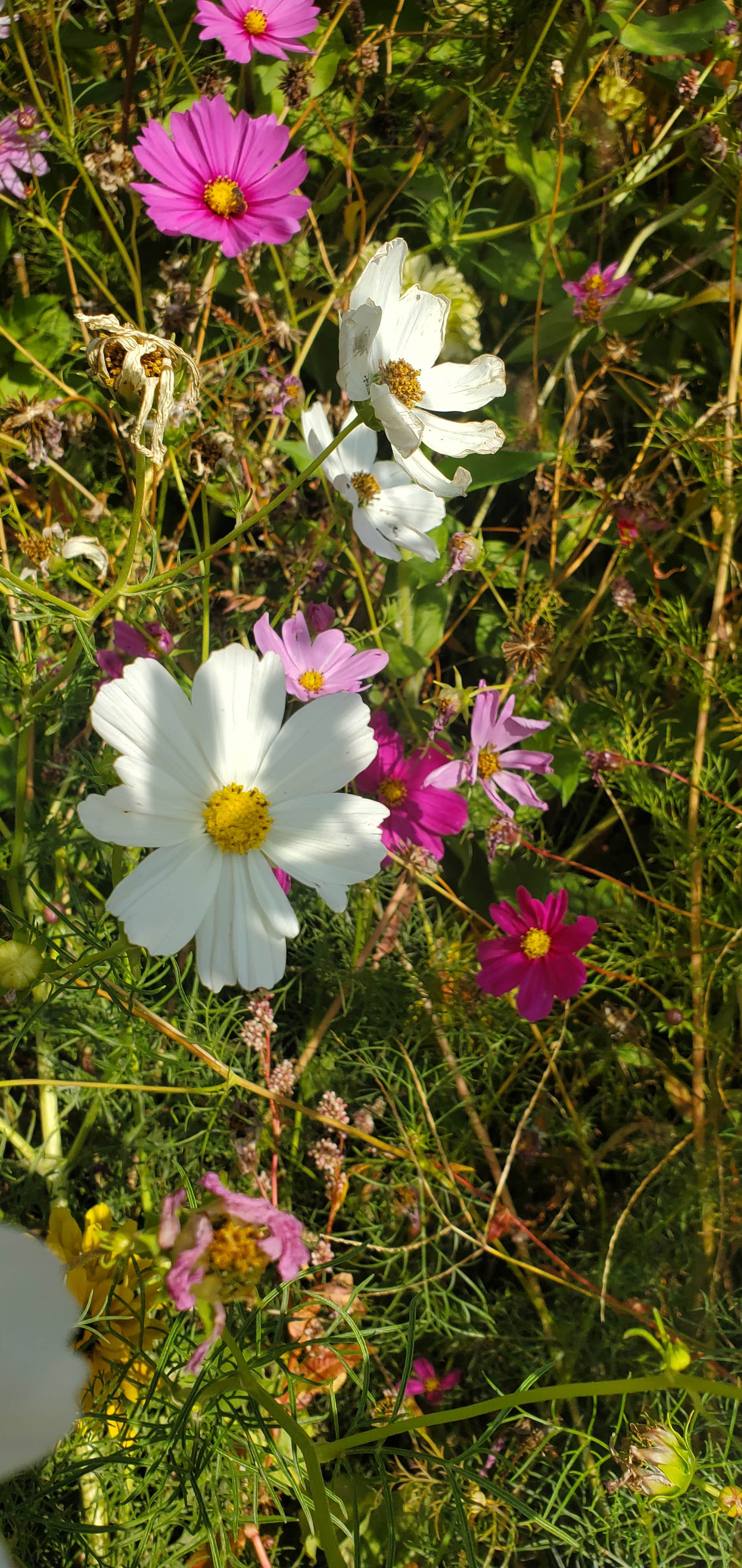 Boulder County Fairgrounds Camping | Longmont, CO