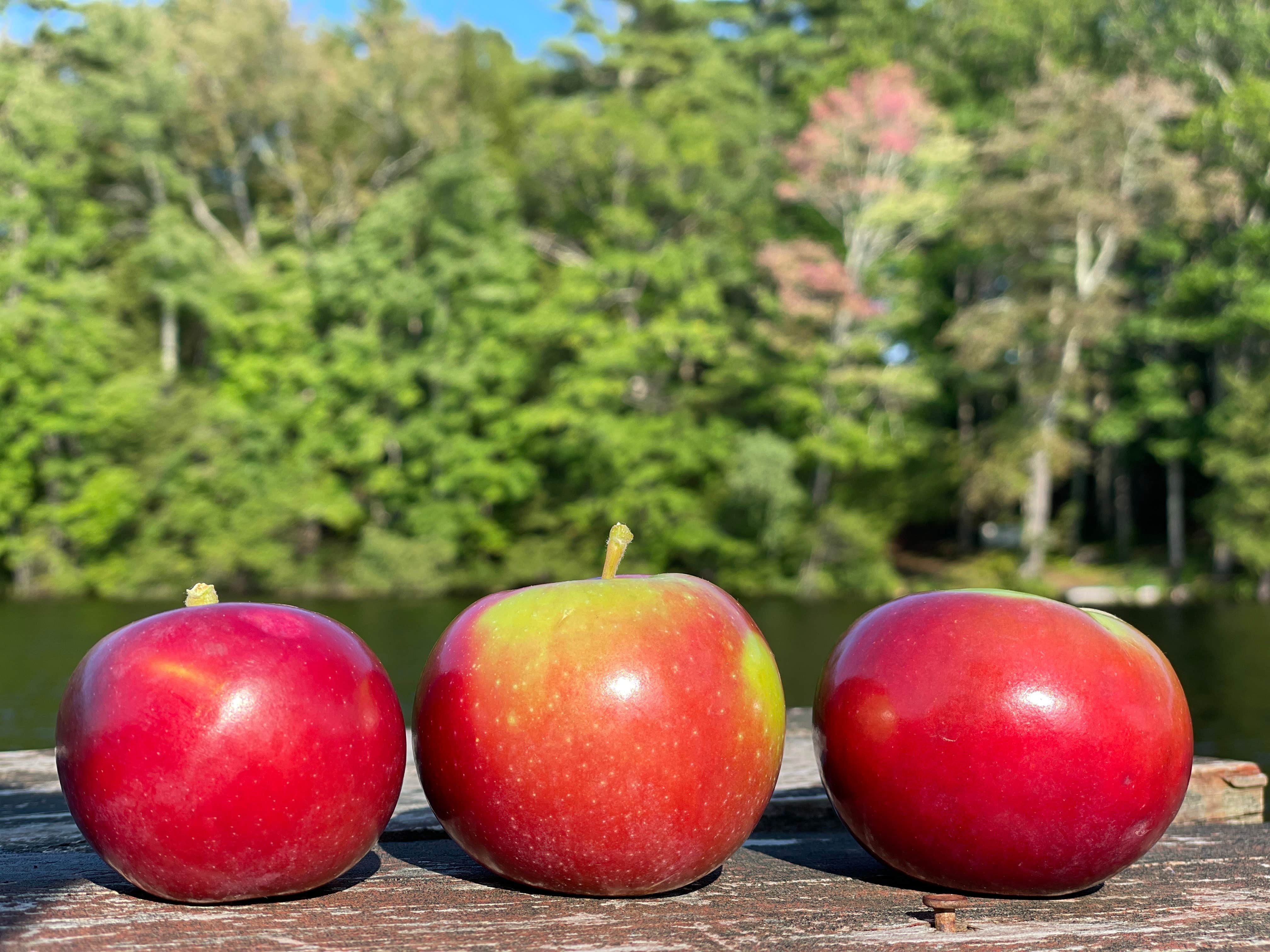 Apache Campground | Sanford, ME