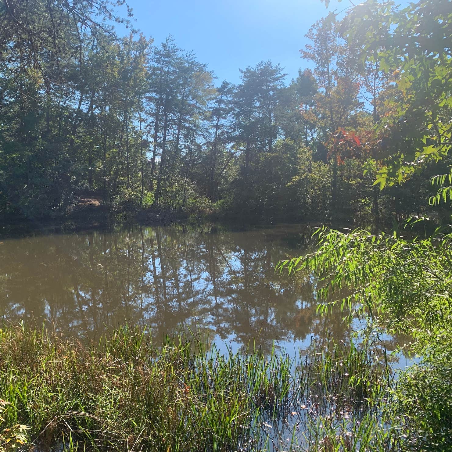 Davis Pond Campsite Camping | The Dyrt