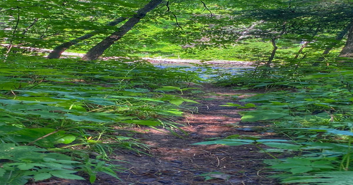 Sturgeon River Campground | Watton, Michigan