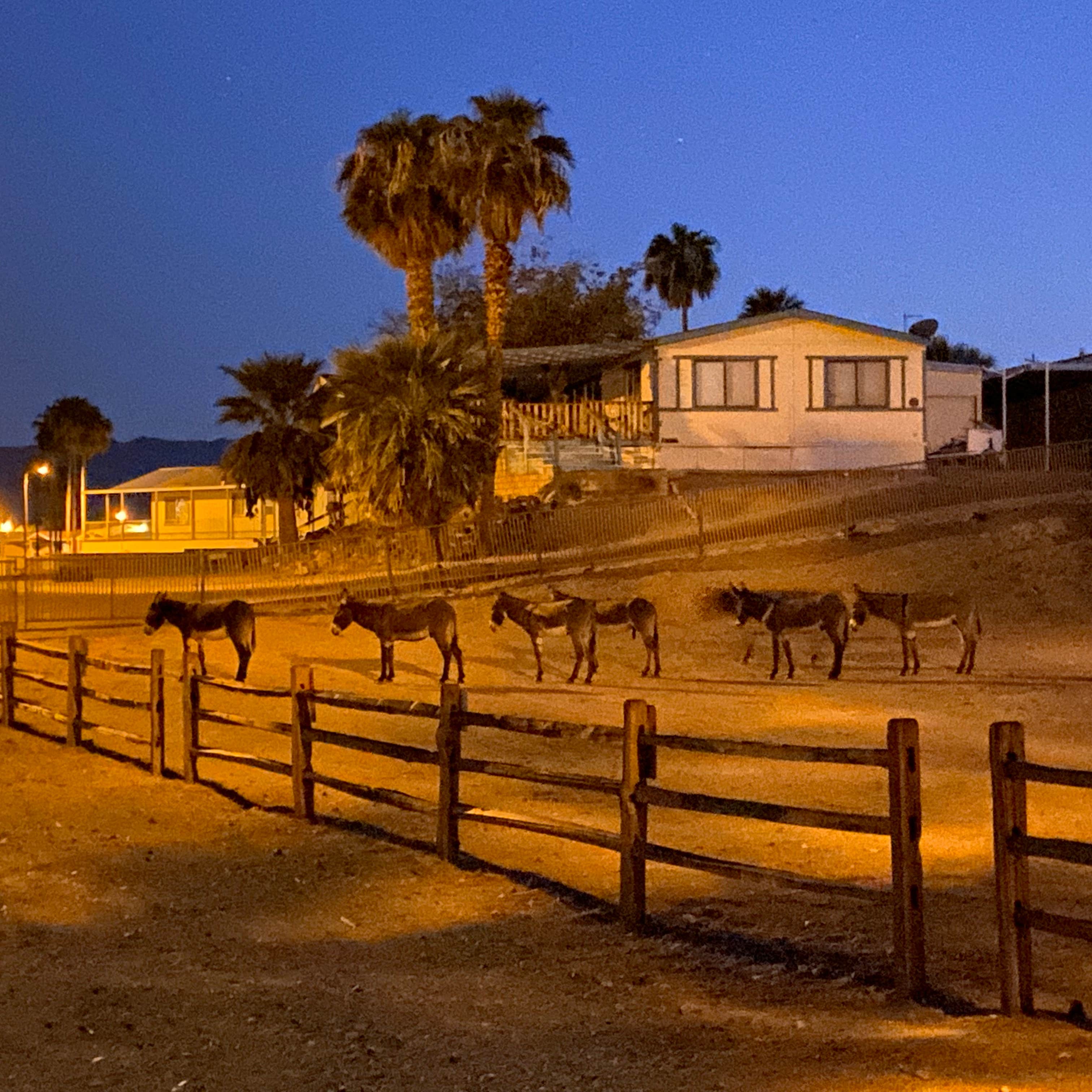 Havasu Landing Resort & Casino Campground | Lake Havasu City, Arizona