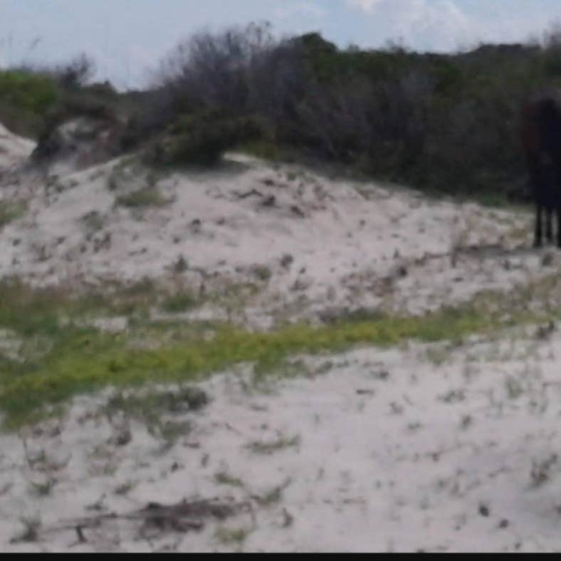 Stafford Beach Campground — Cumberland Island National Seashore ...
