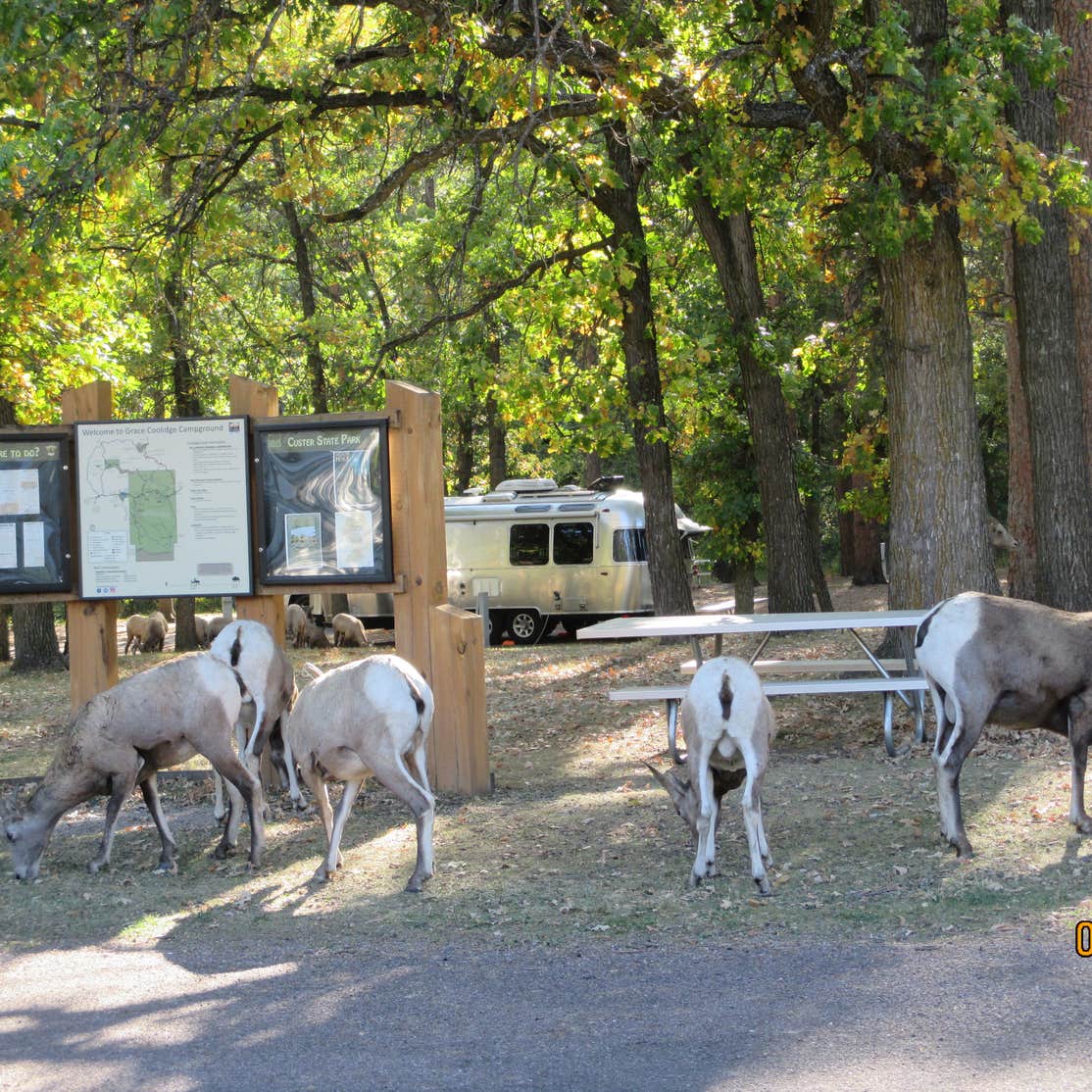 Grace Coolidge Campground — Custer State Park | Custer, SD