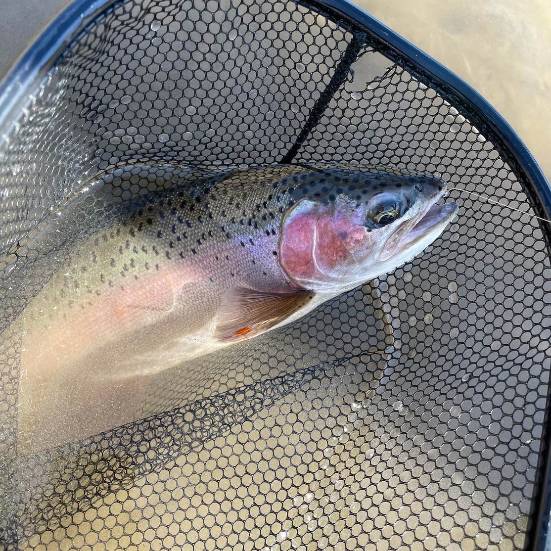 Wapiti Campground Camping | The Dyrt