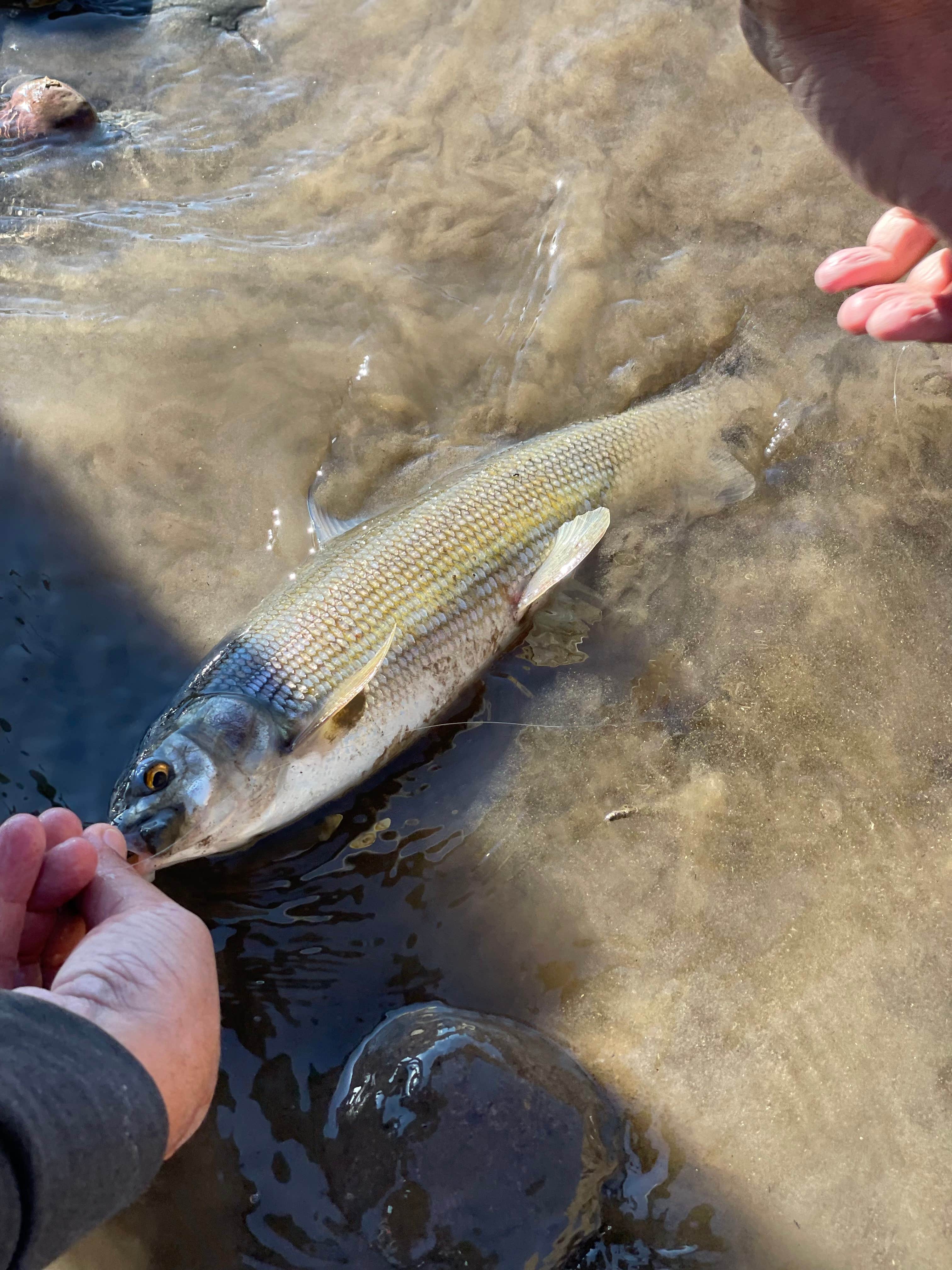 Wapiti Campground Camping | The Dyrt