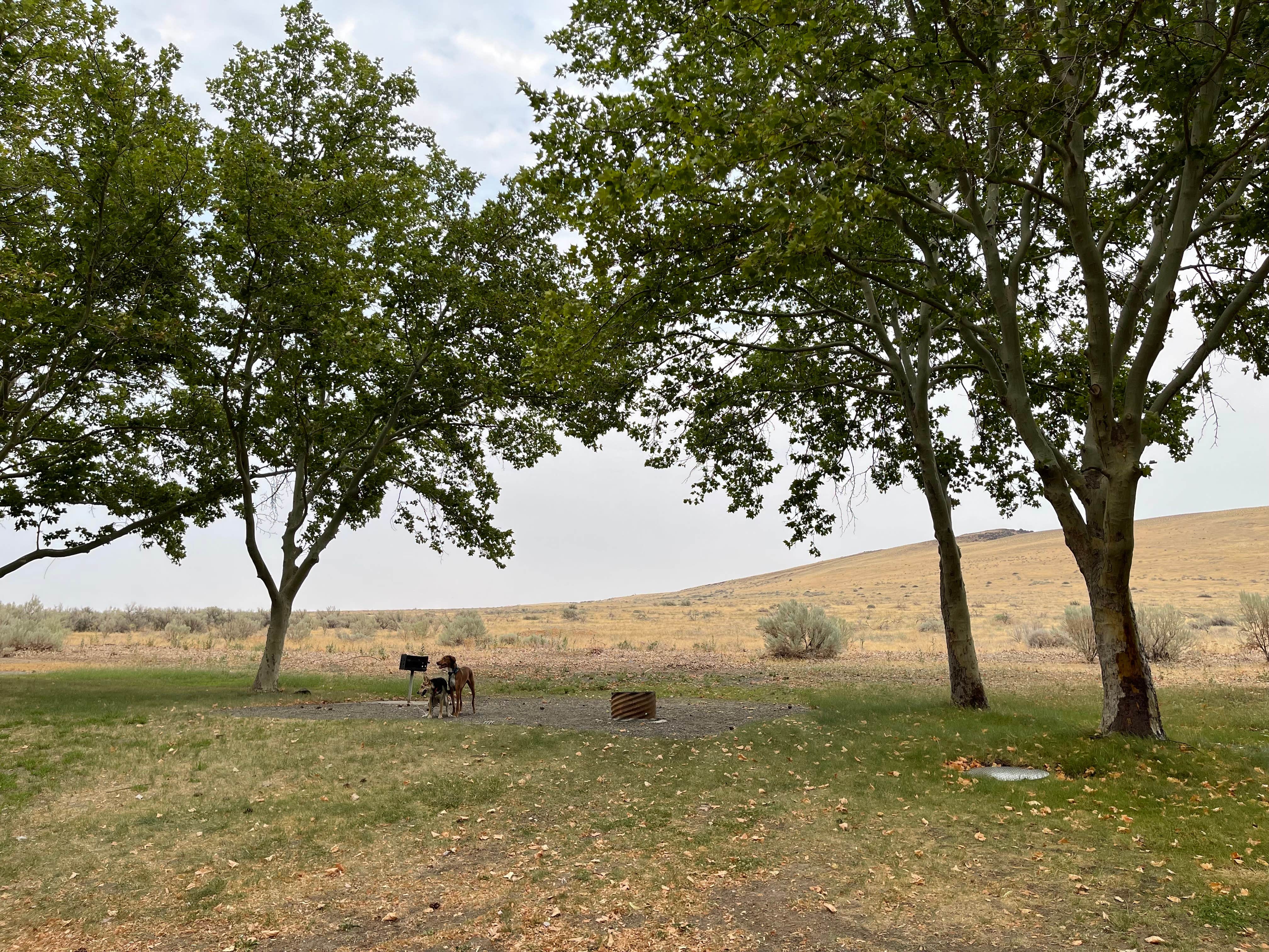 Crow Butte Park Camping | Boardman, Oregon