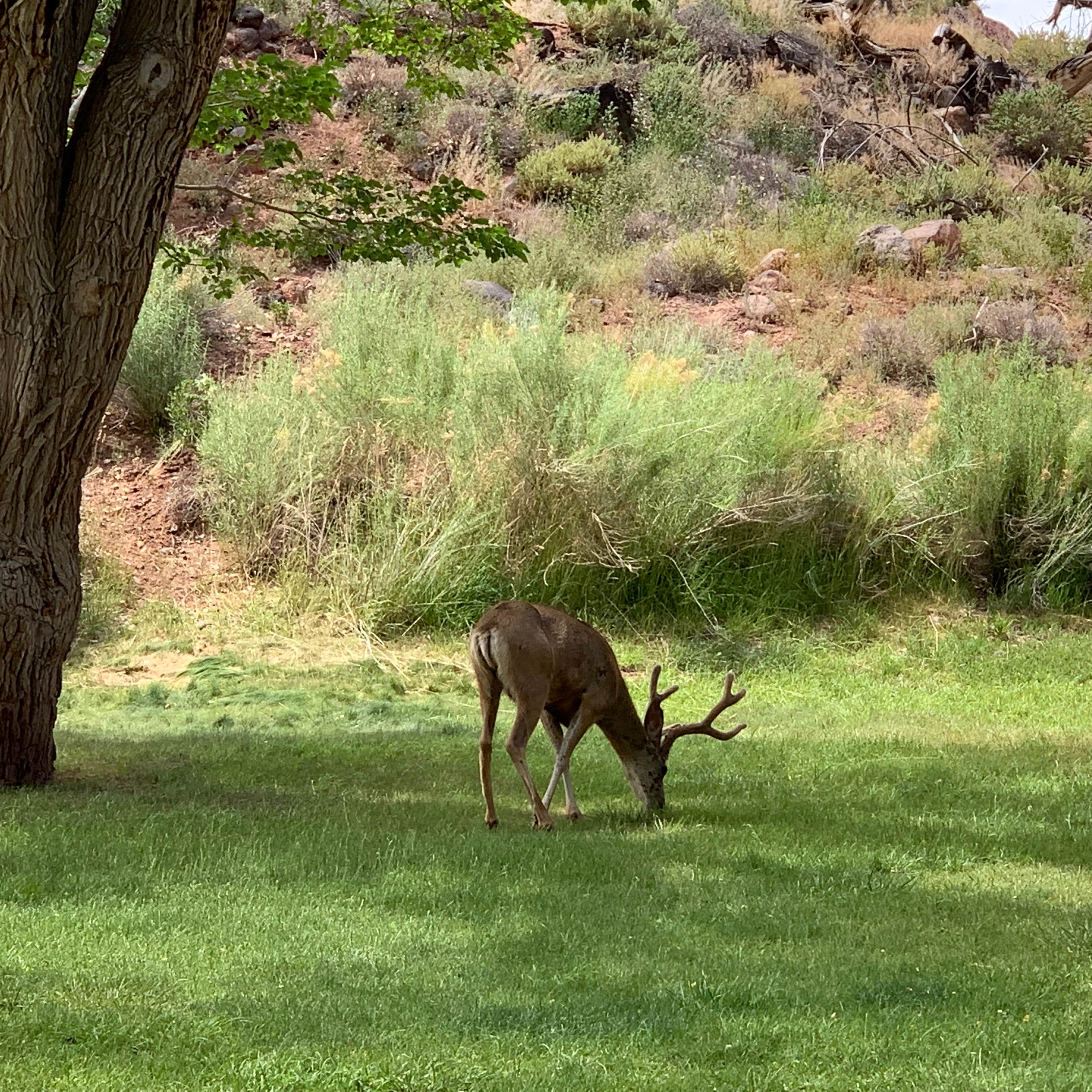 Wonderland RV Park Camping | The Dyrt