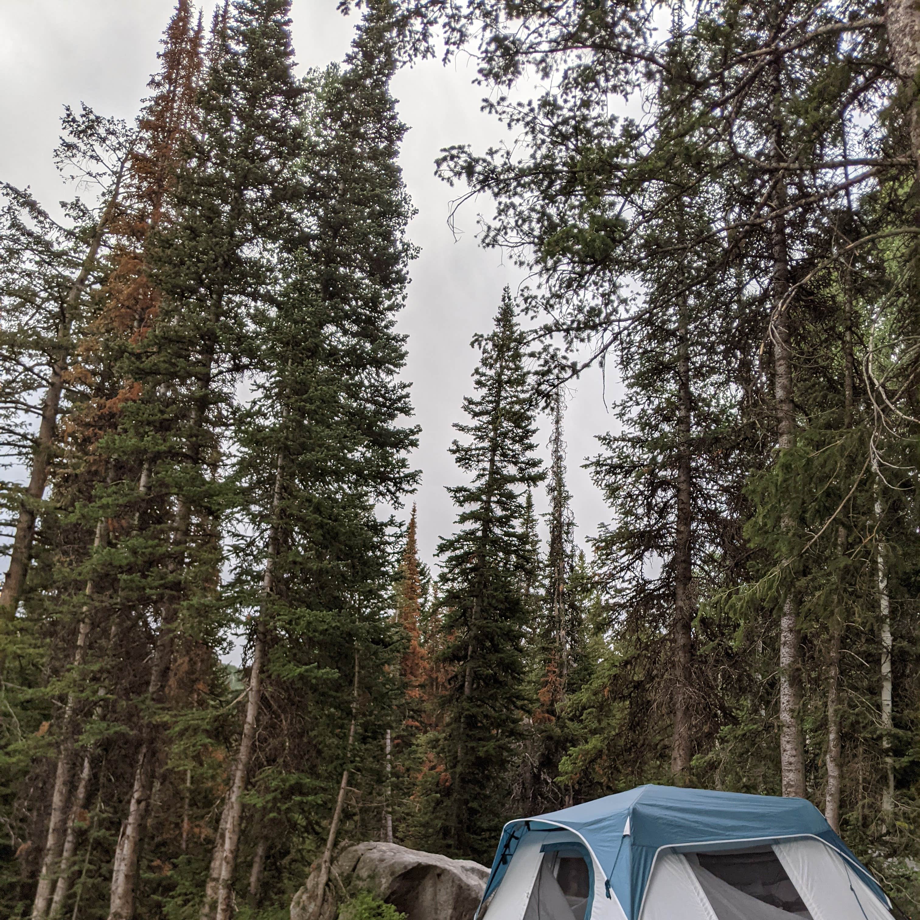 Redman Campground | Brighton, Utah