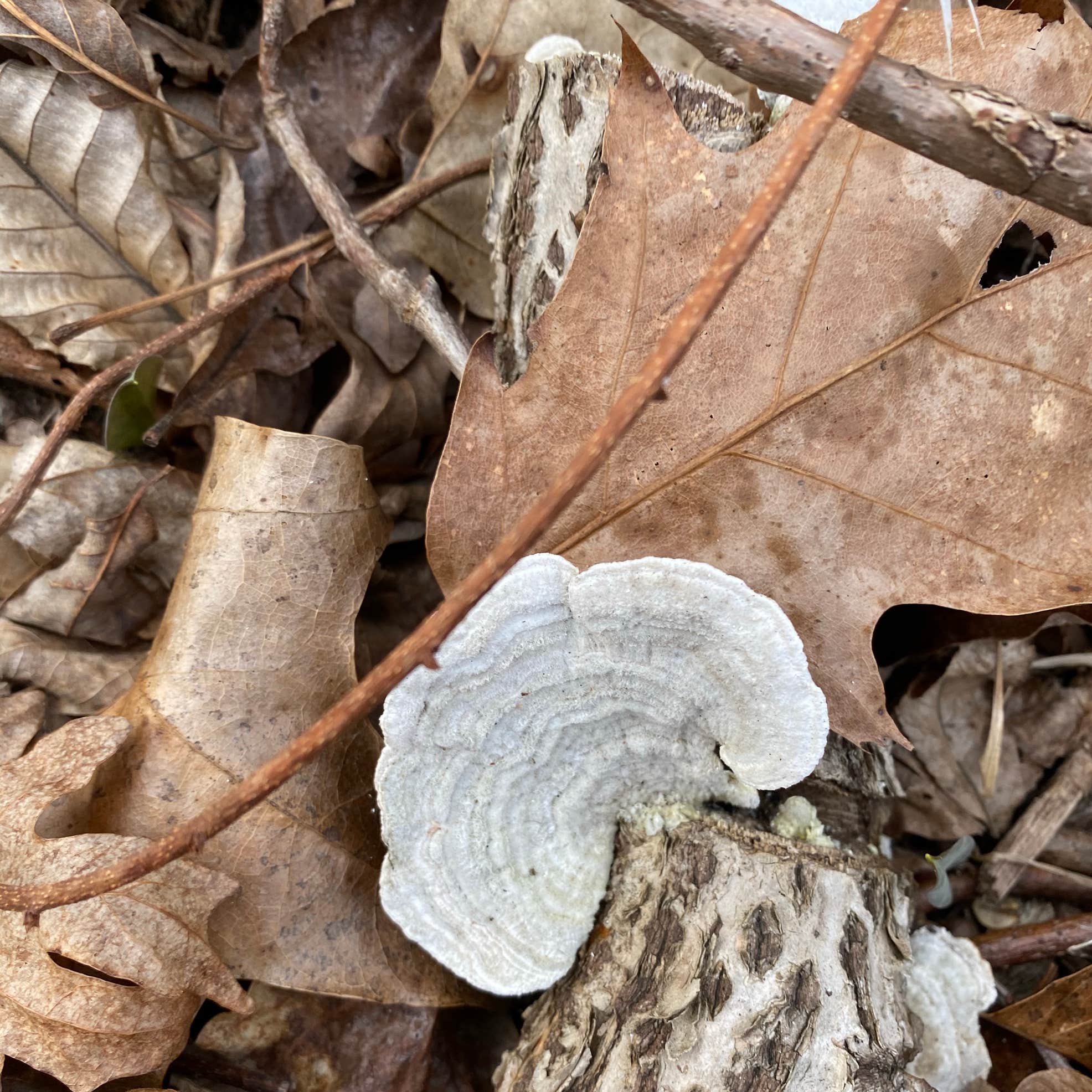 Stephens State Park Camping | The Dyrt