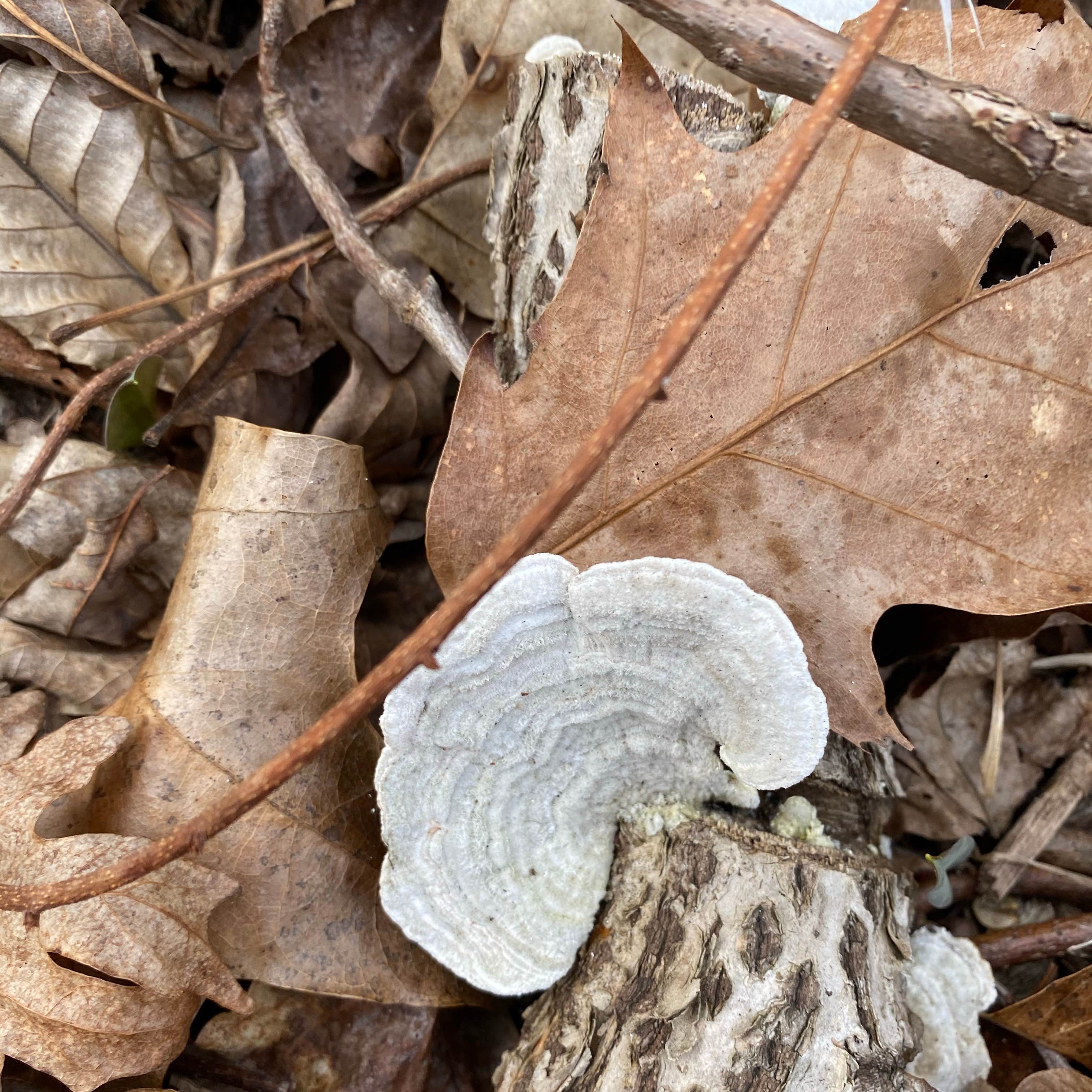 Stephens State Park Camping | The Dyrt