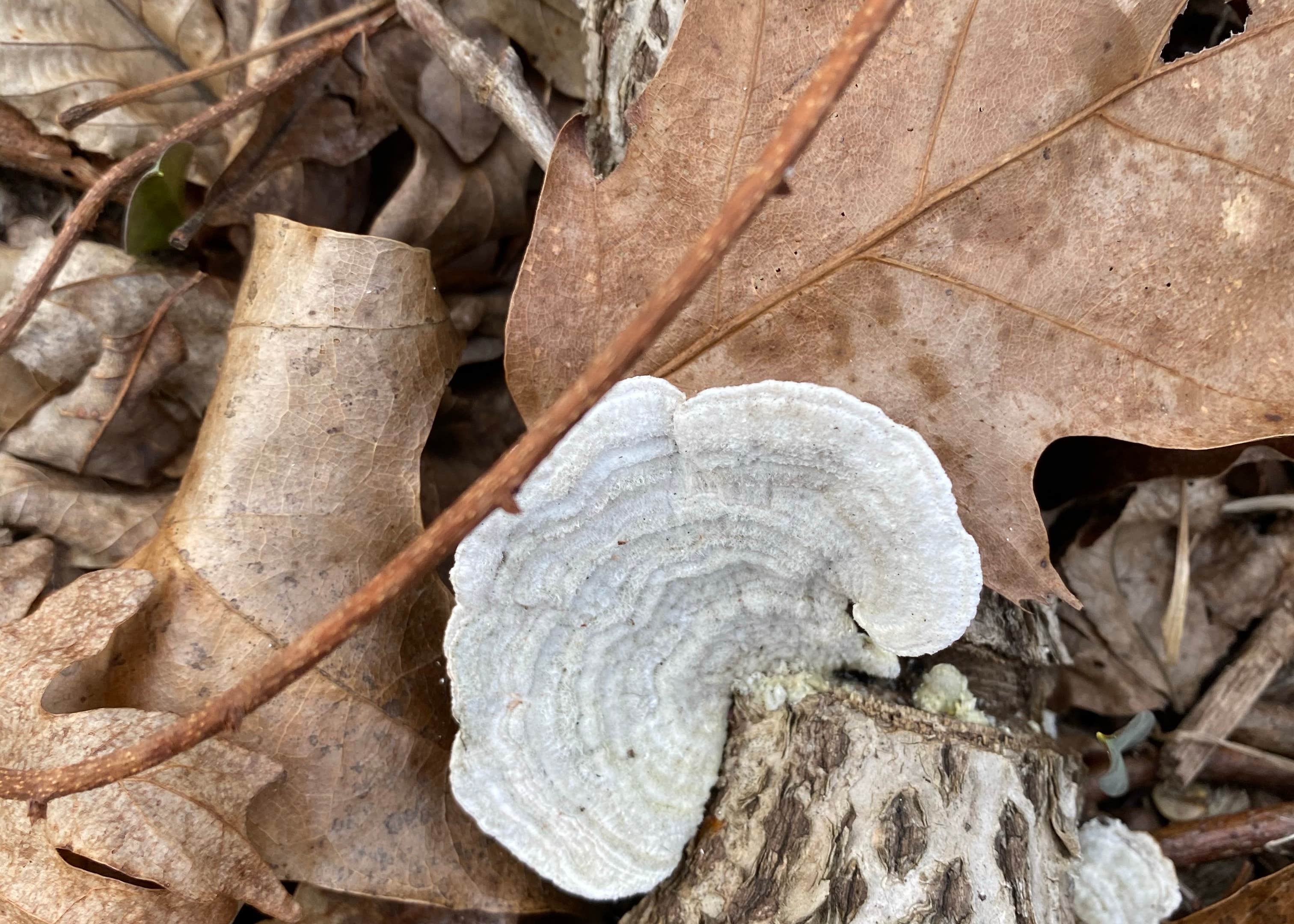 Stephens State Park Camping | The Dyrt