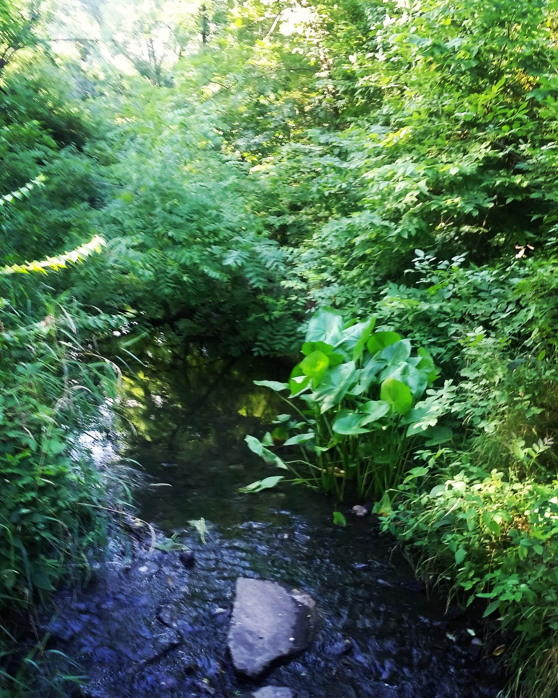 Littlefield Rec Area Camping | Exira, IA